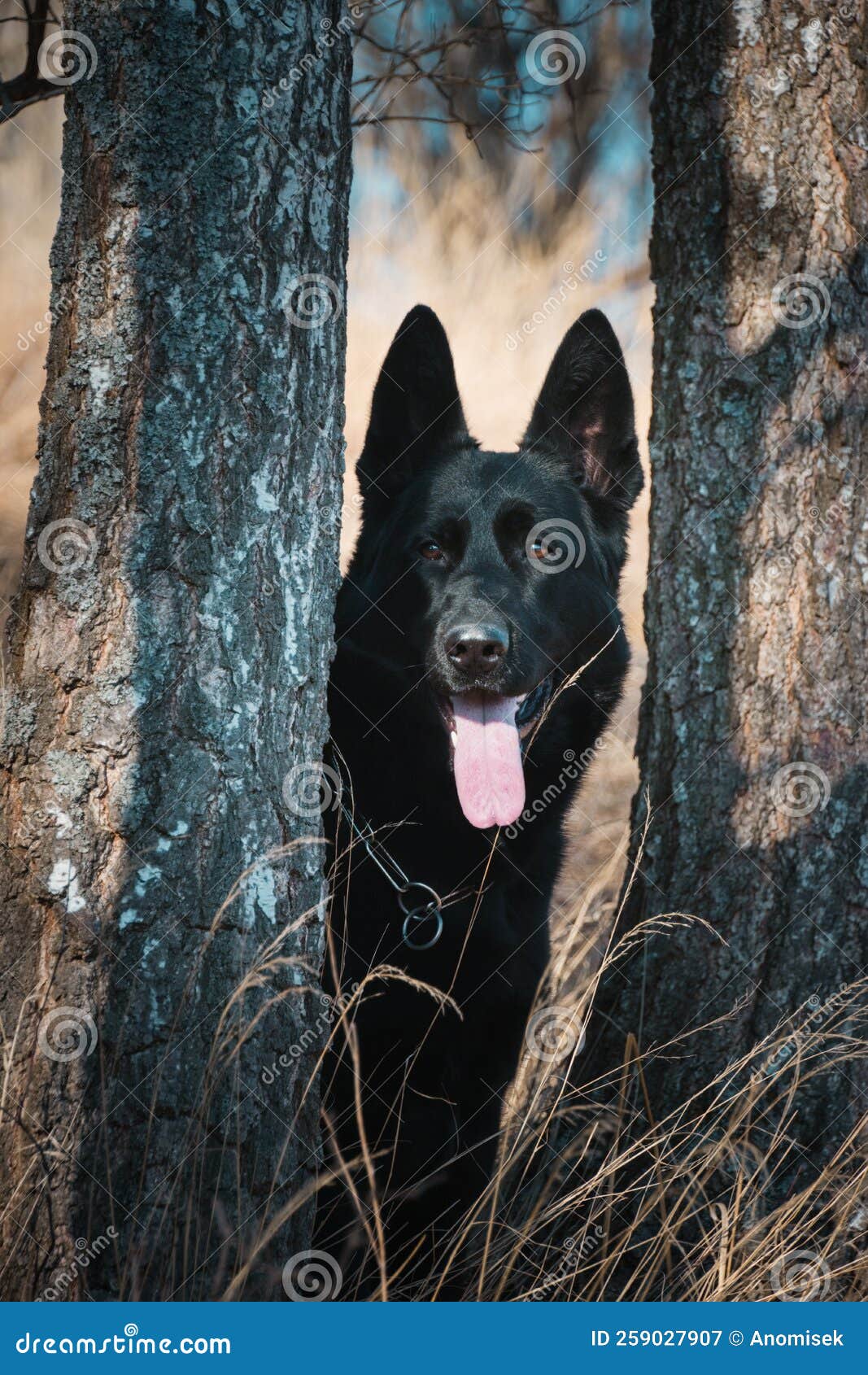 Black German Shepherd between Two Trees Stock Image - Image of owner ...