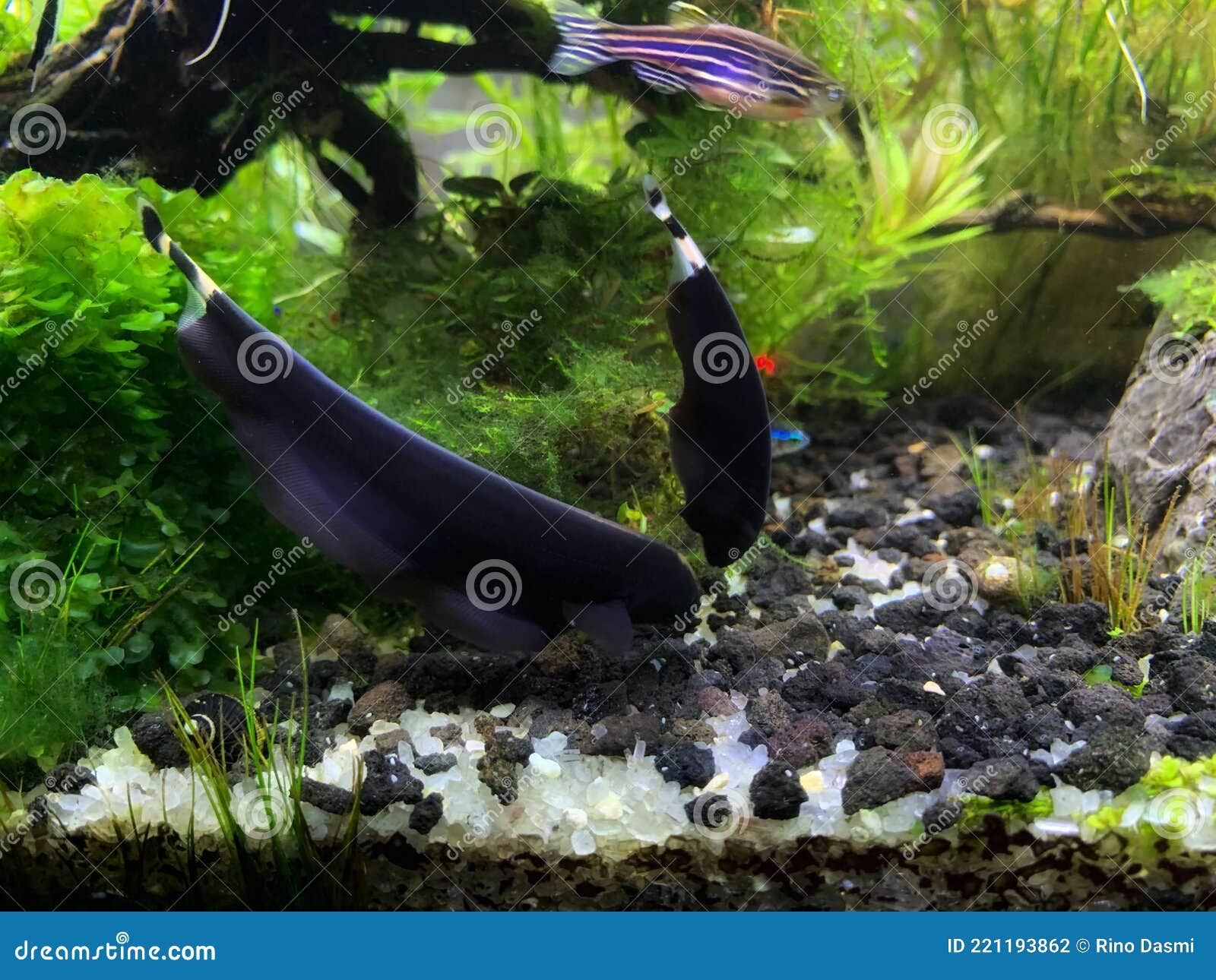 Black Ghost Fish stock photo. Image of fish, ghost, night - 221193862