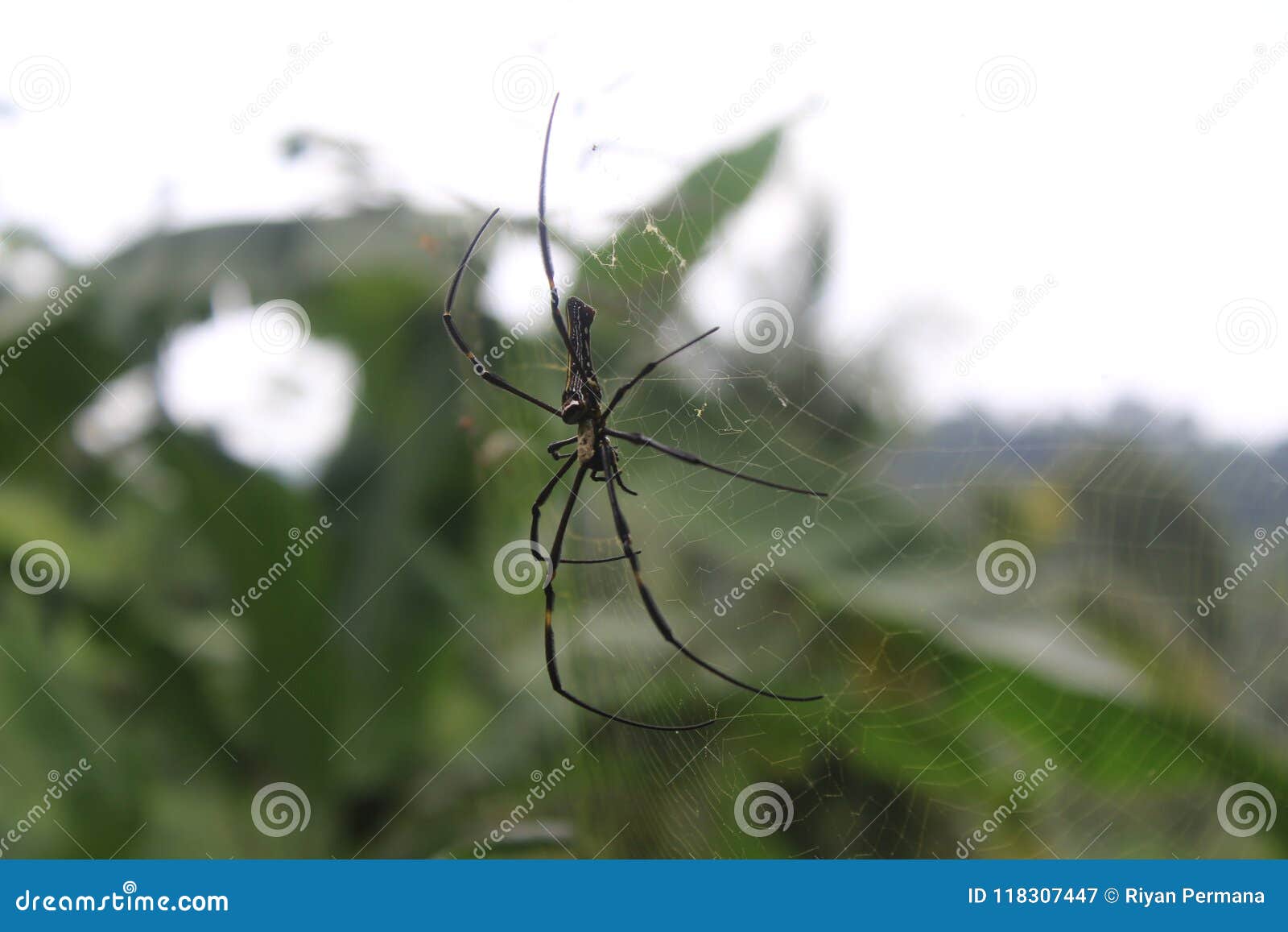 Black Giant Spider stock image. Image of giant, west - 118307447