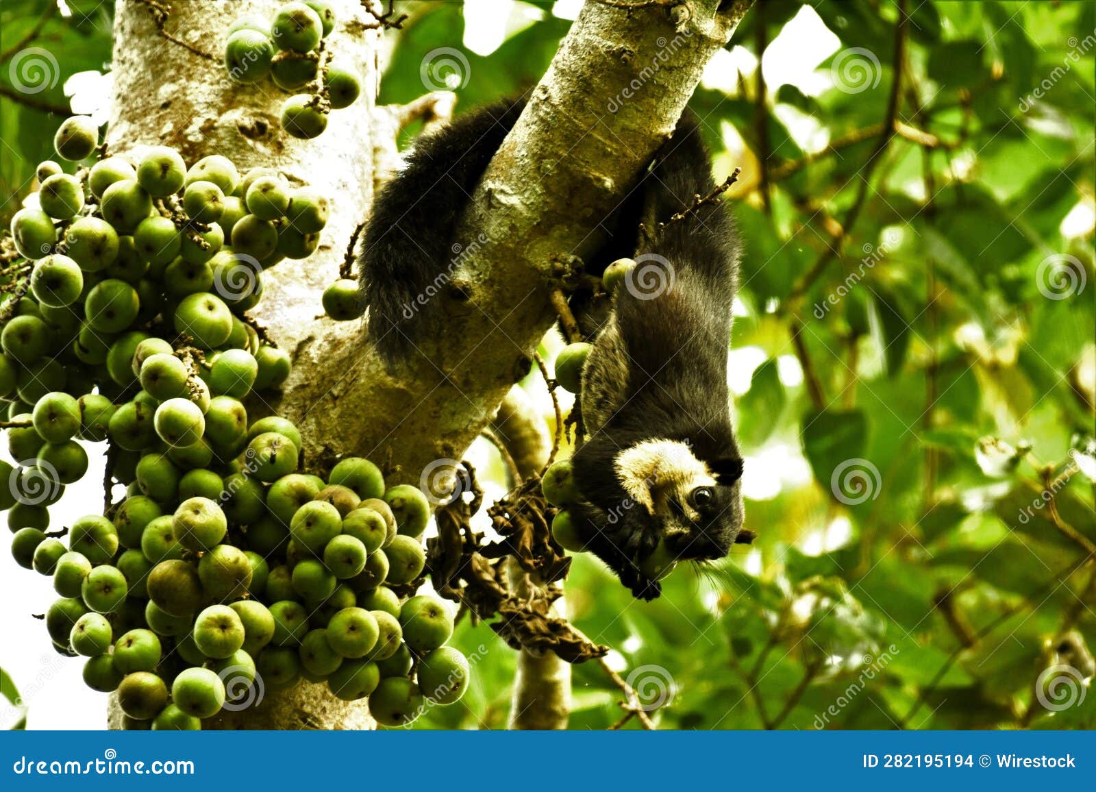 Malayan Giant Squirrel on a Tree Editorial Stock Image - Image of ...