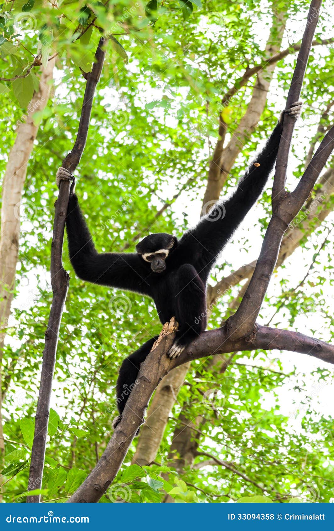 Black gibbon climbing tree stock photo. Image of tree - 33094358