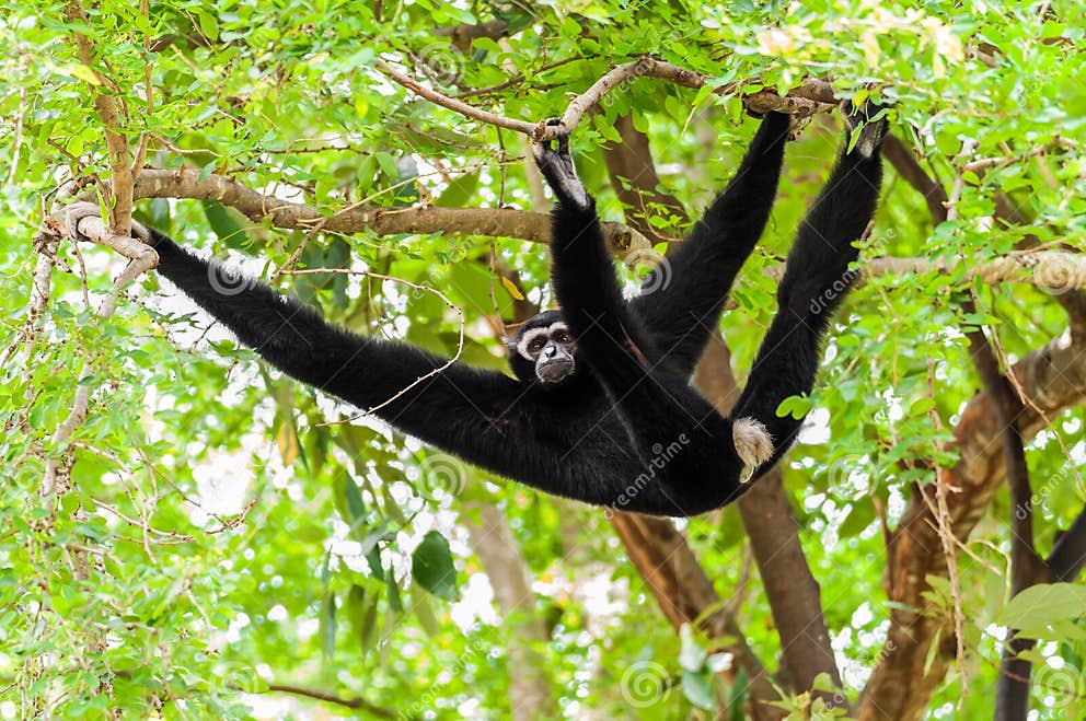 Black gibbon climbing tree stock photo. Image of hylobates - 33095164