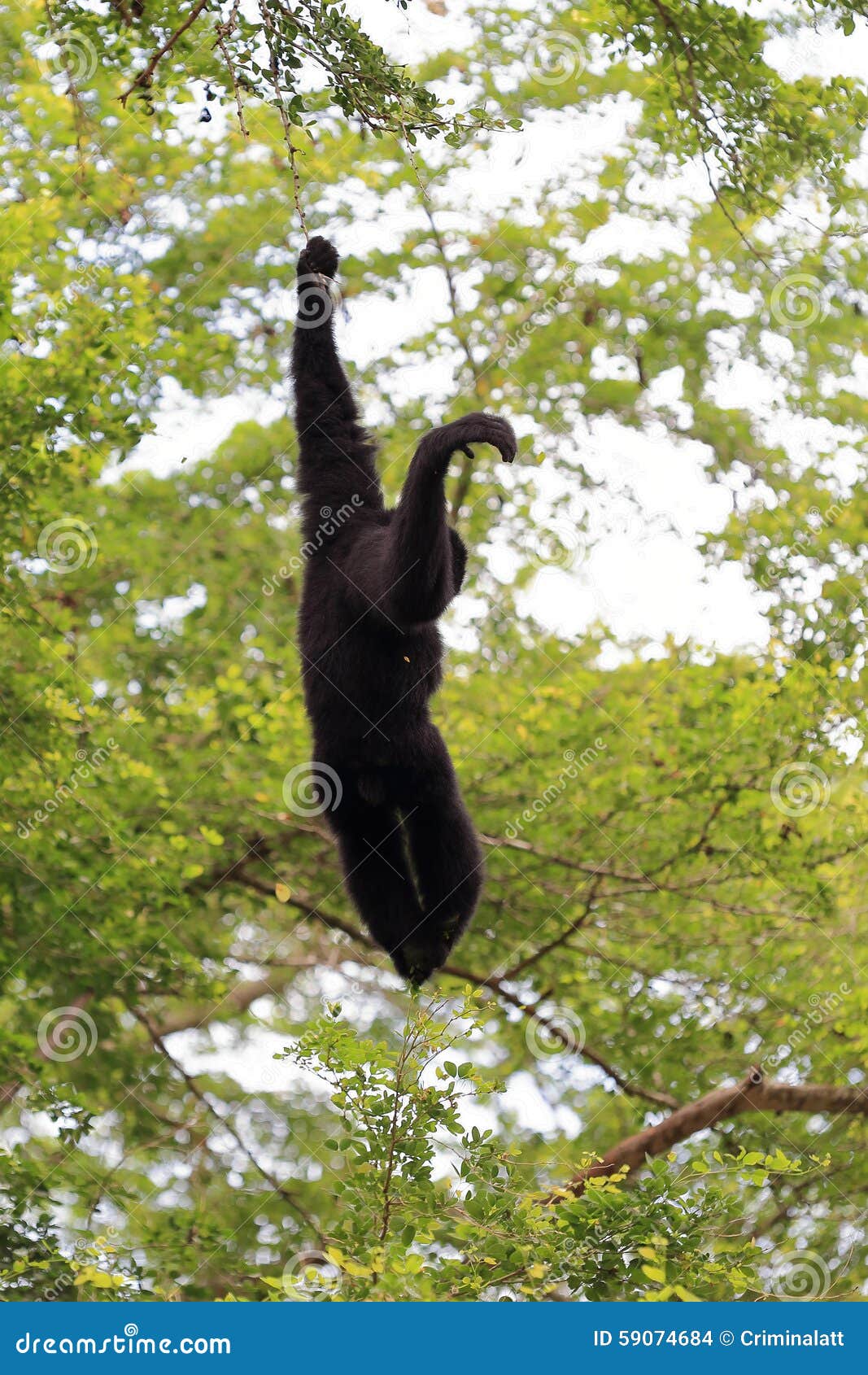 Black Gibbon Hanging on Tree Stock Photo - Image of gibbon, wildlife ...