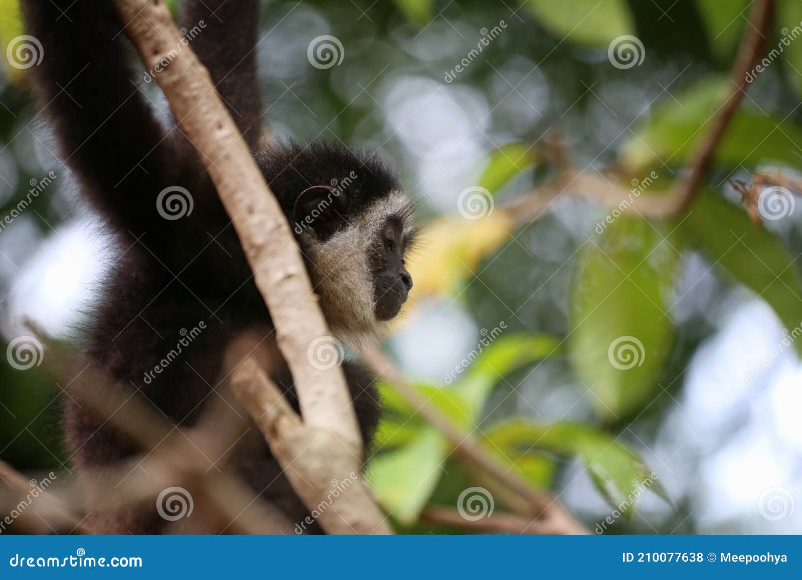Black Gibbon Monkey on the Tree Stock Photo - Image of asia, jumping ...