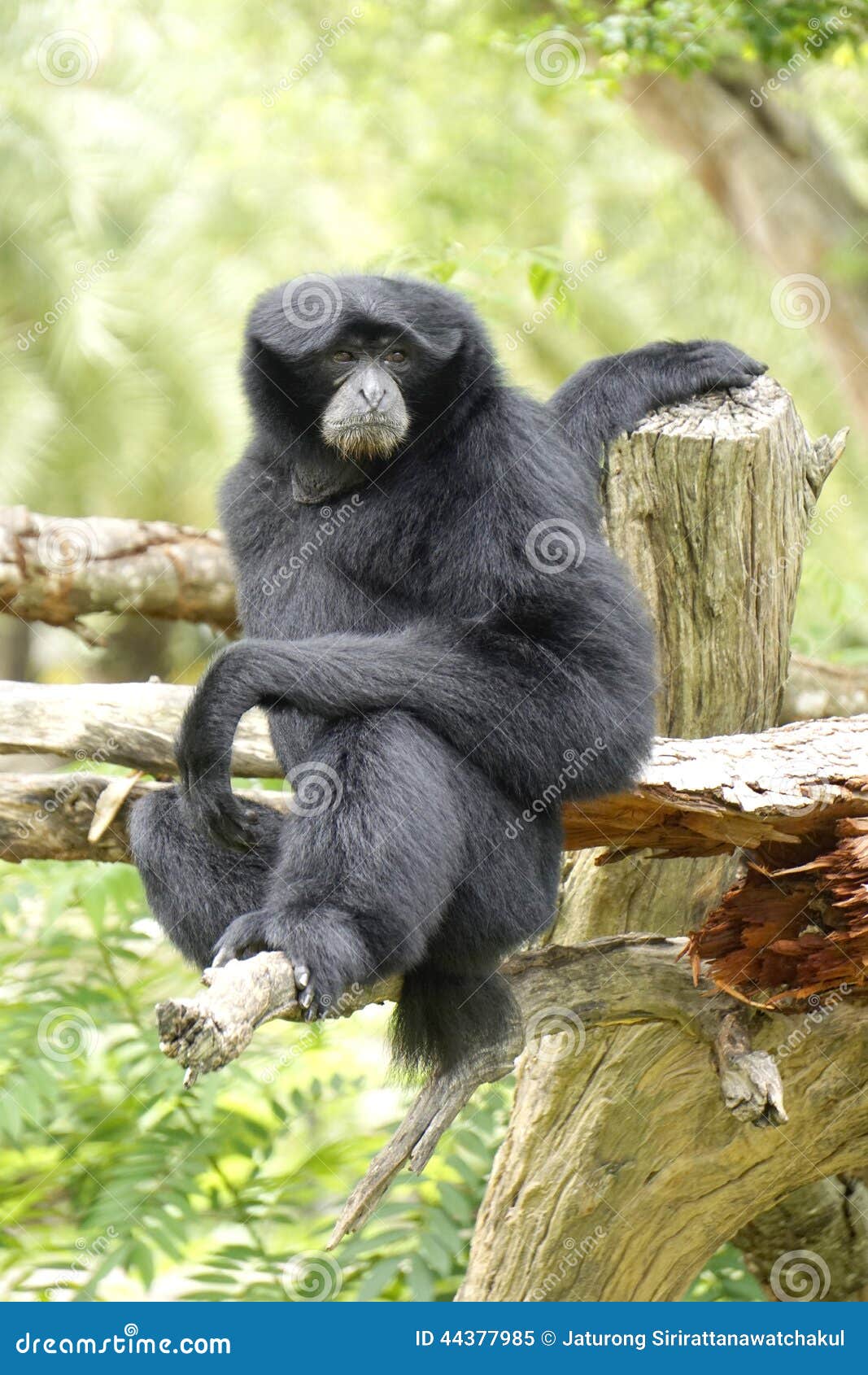 Black gibbons stock image. Image of food, unique, gibbon - 44377985