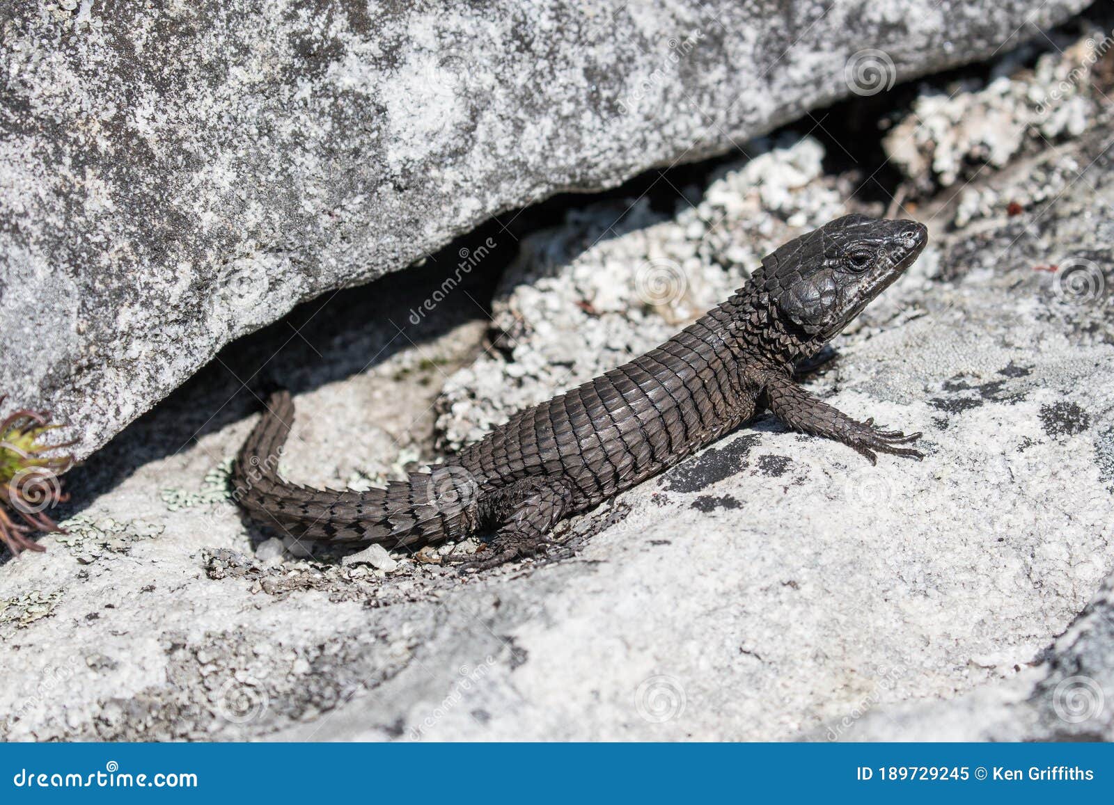 Black Girdled Lizard stock image. Image of rock, girdled - 189729245