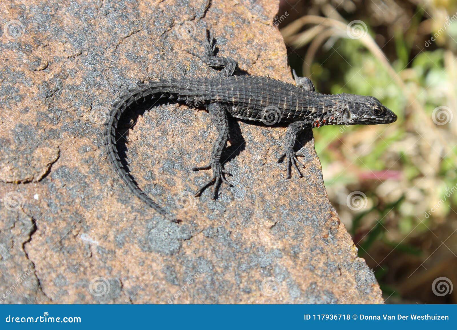 Black Girdled Lizard (Cordylus Niger) On The Cape Peninsula Royalty ...