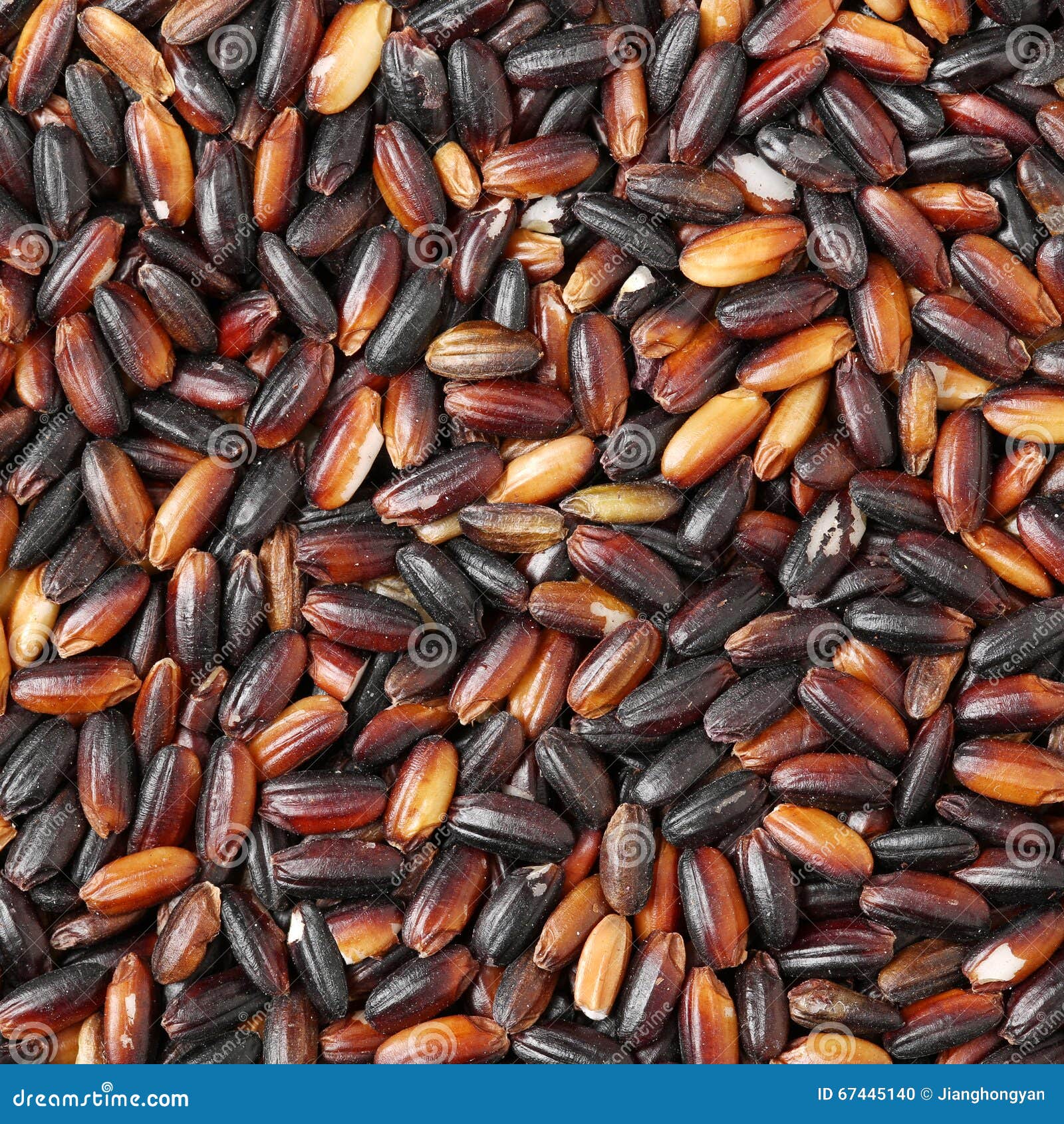 Black glutinous rice stock photo. Image of cereal, healthy - 67445140