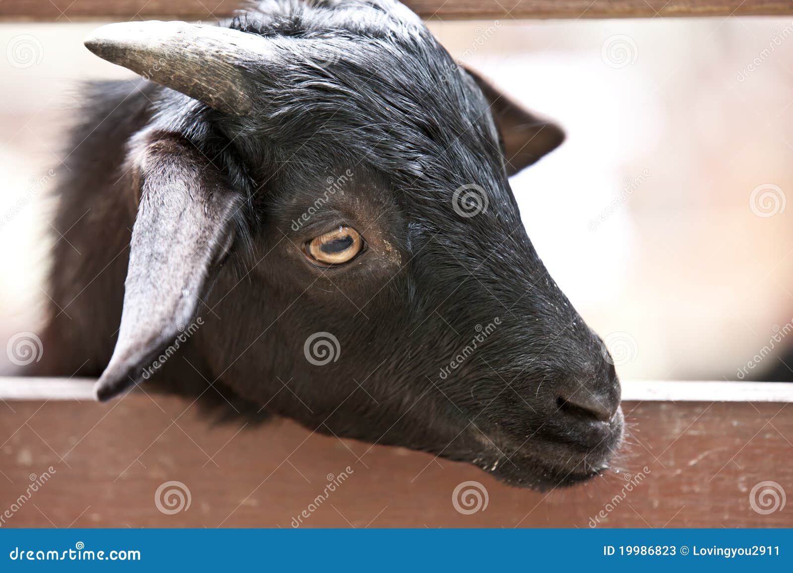 Black Goat stock image. Image of head, goat, conceptual - 19986823