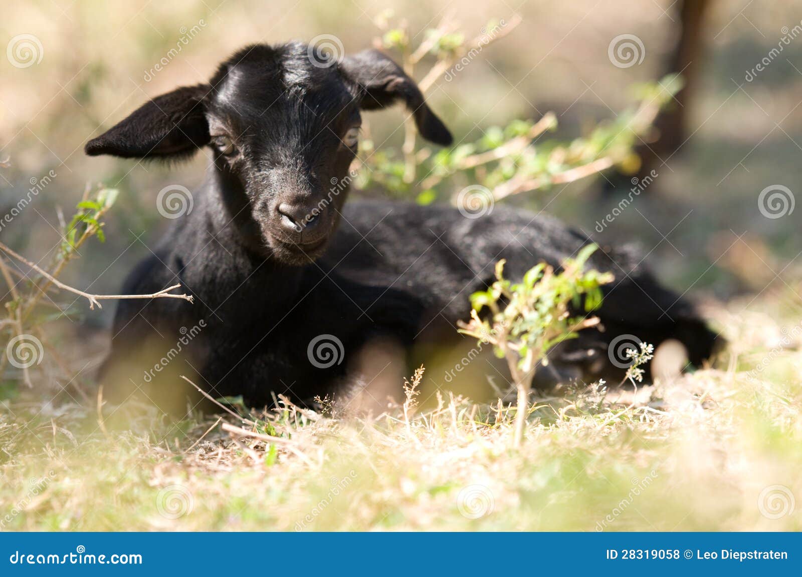 Black goat stock photo. Image of farm, lying, resting - 28319058