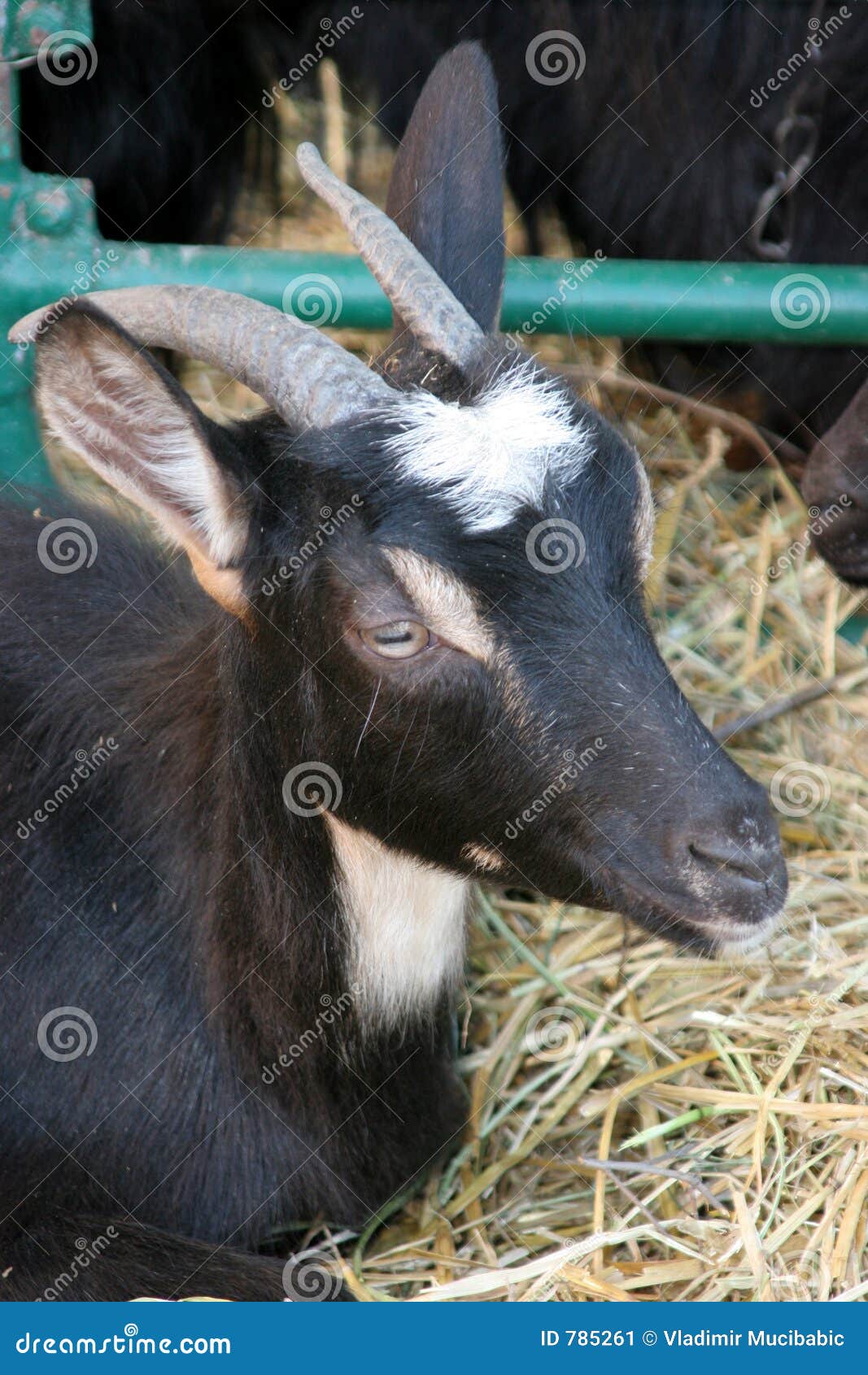 Black goat stock image. Image of beauty, ponder, white - 785261