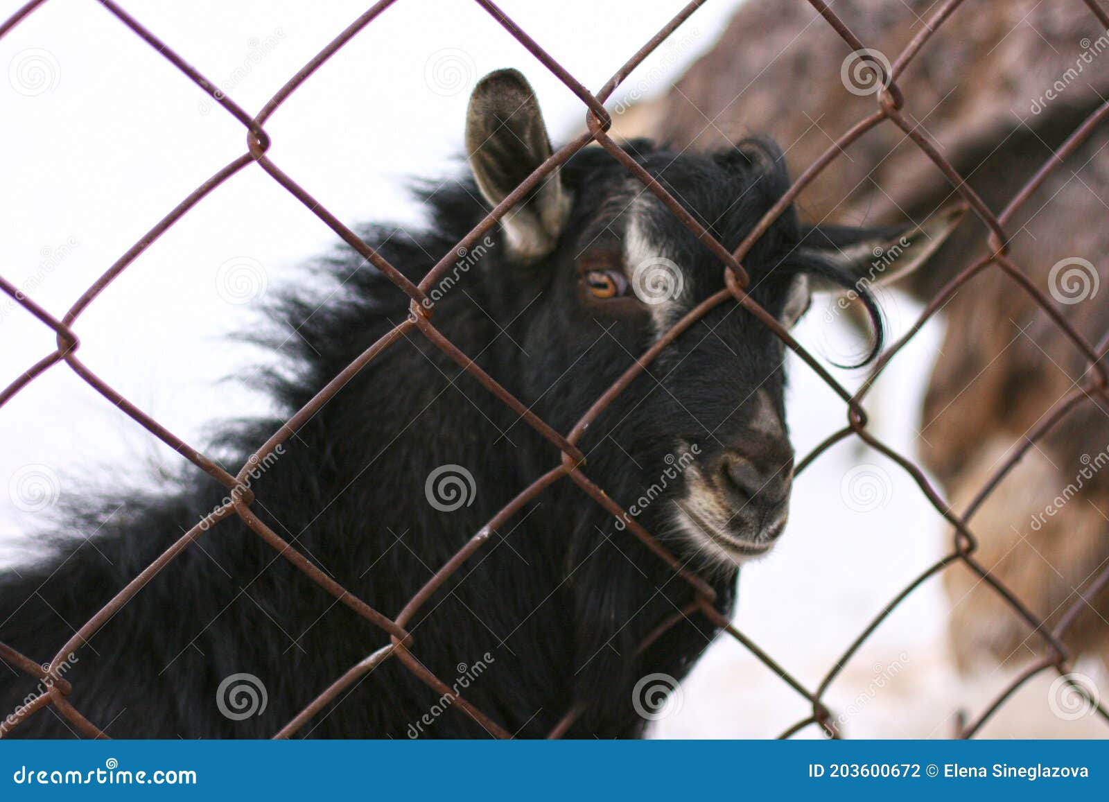 Black Goat in the Aviary. Goat Waiting Stock Photo - Image of landscape ...