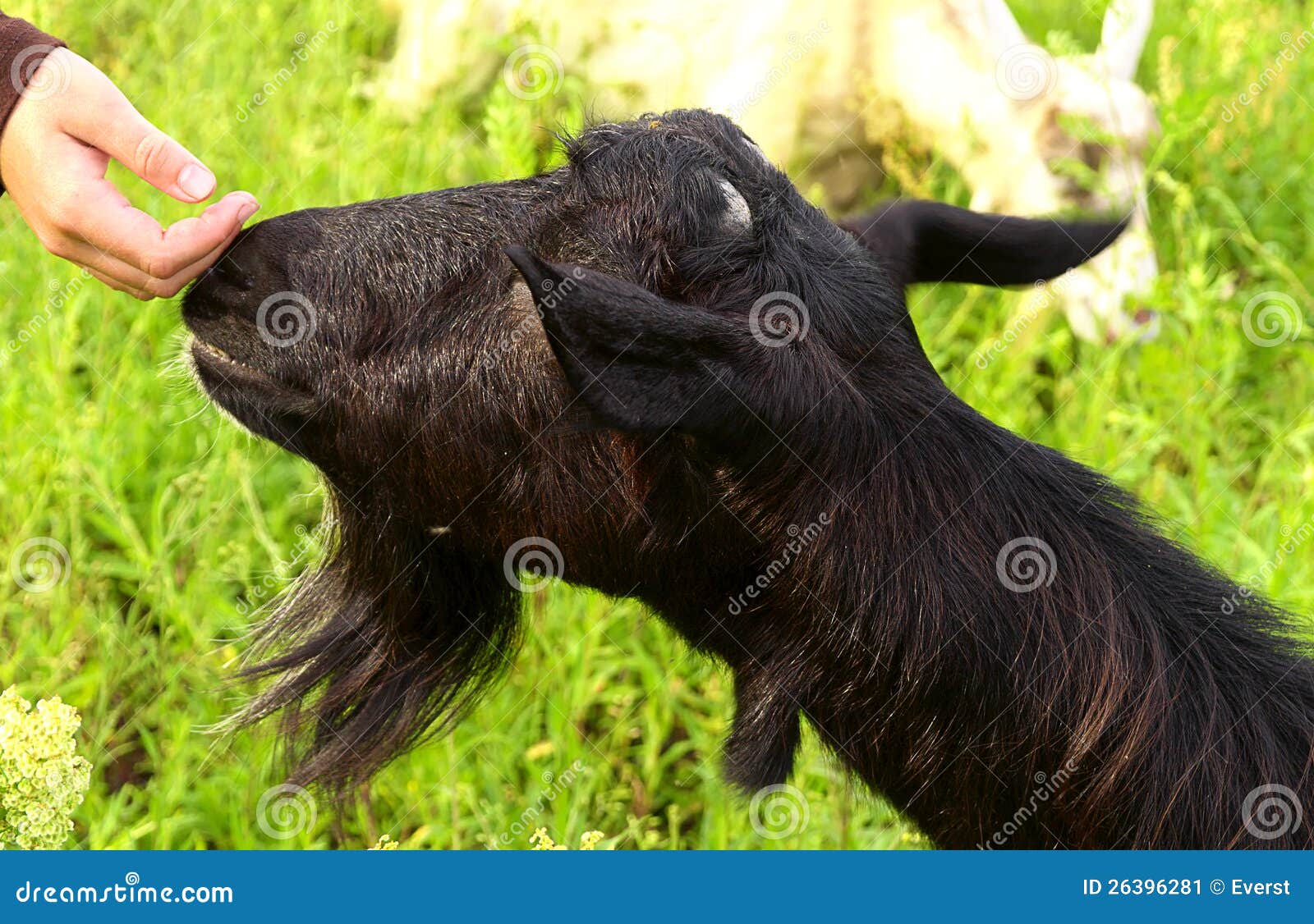 Black Goat and Child S Hand Touching Nose Stock Image - Image of cattle ...
