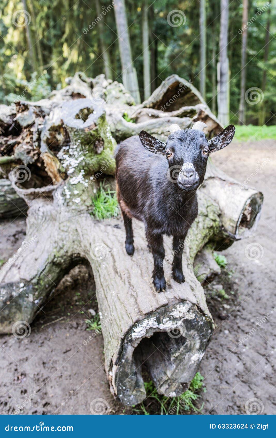 Black goat climbed on log stock photo. Image of livestock - 63323624