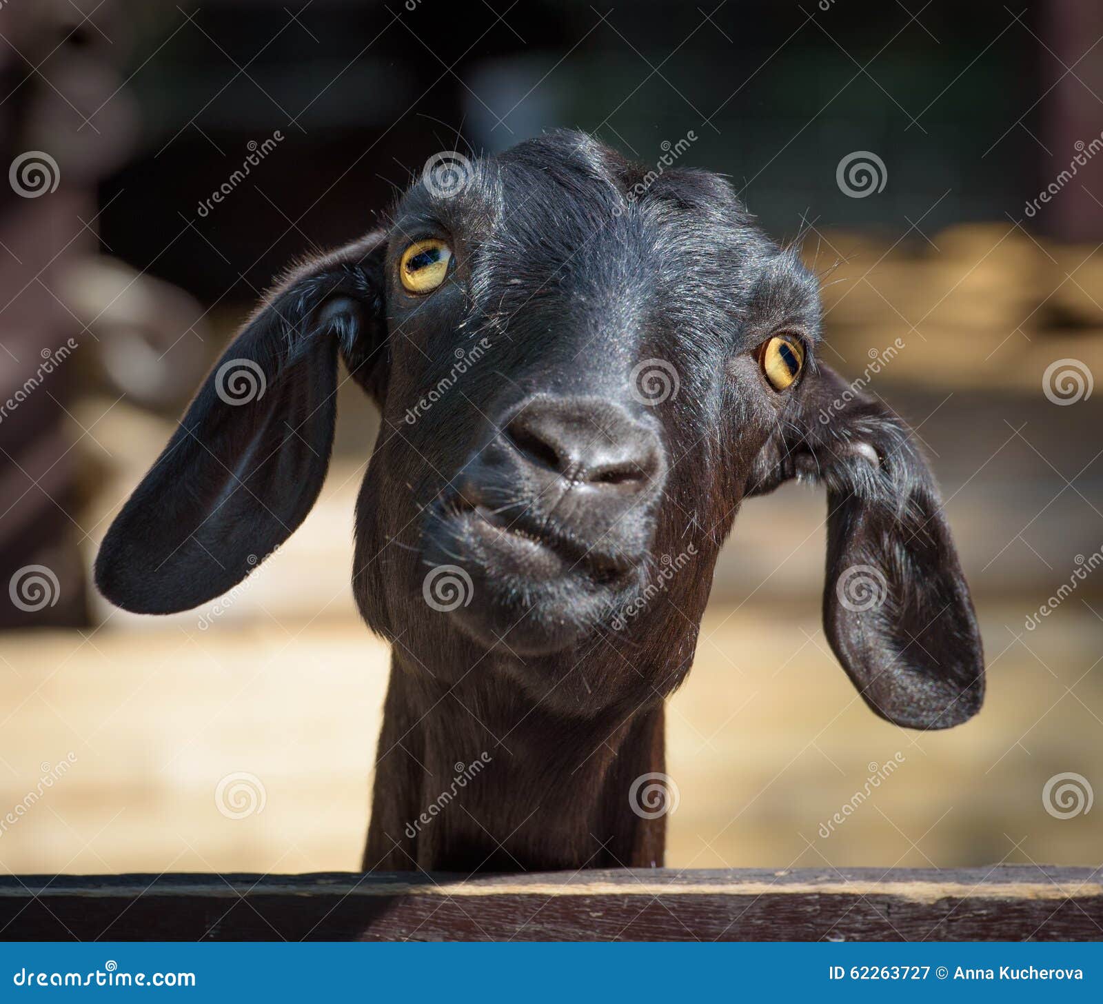 Black goat closeup stock image. Image of stare, black - 62263727