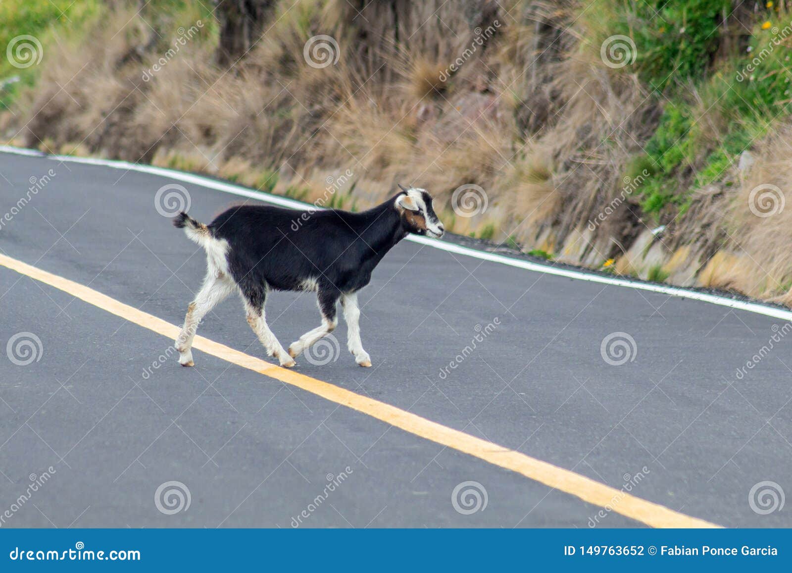 A Black Goat Crosses a Road Stock Photo - Image of speed, landscape ...
