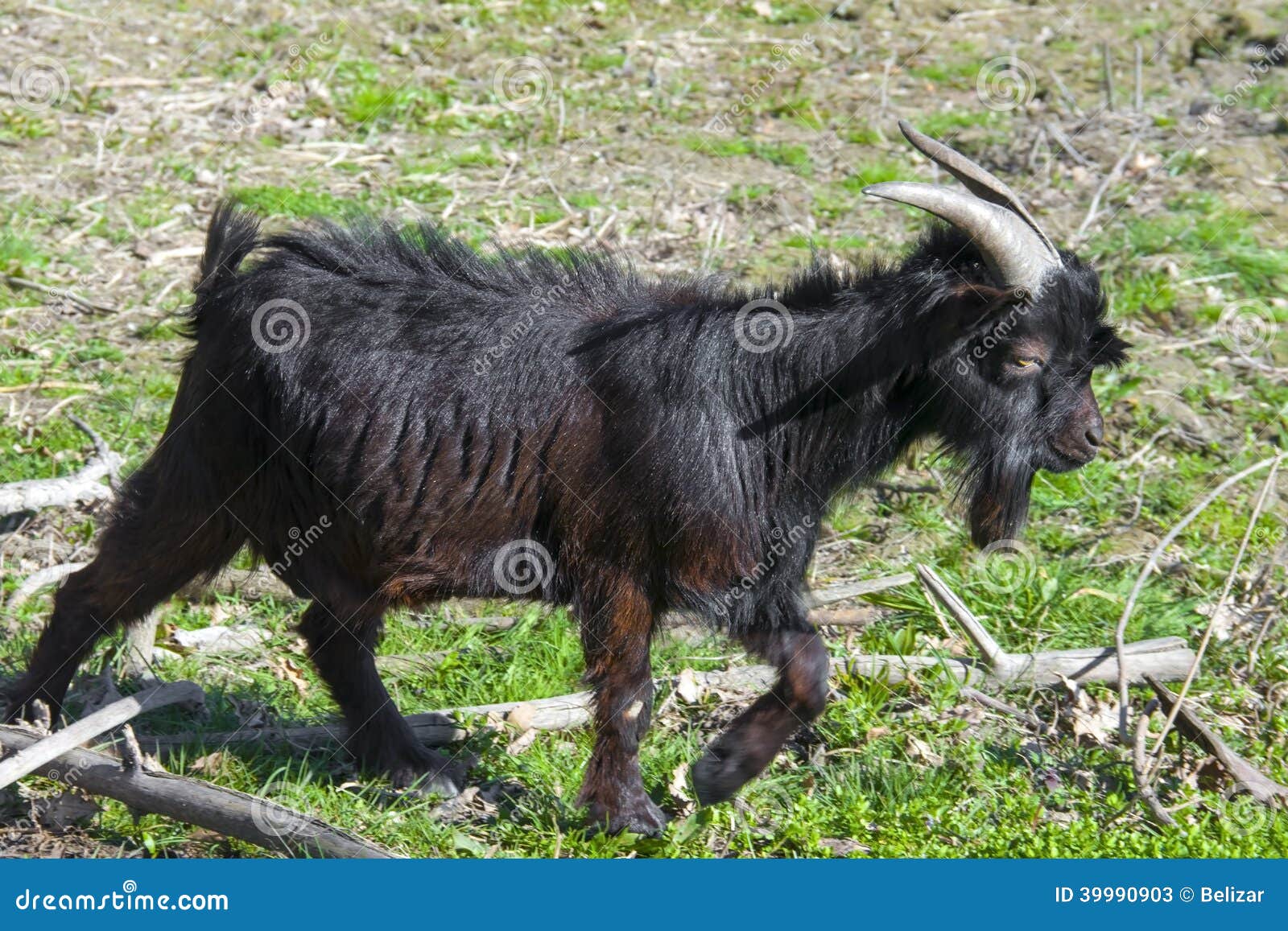 Black goat stock image. Image of mammal, keywords, goat - 39990903