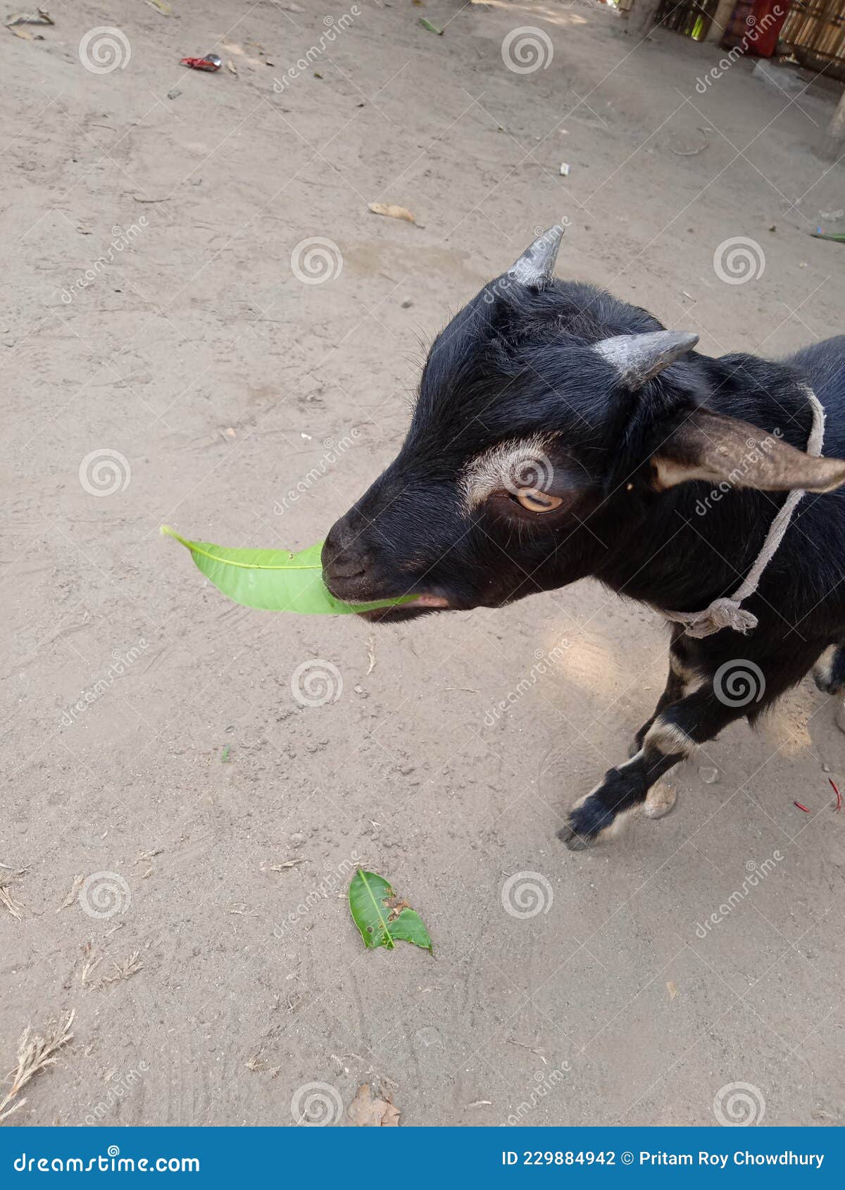 The black goat eating leaf stock photo. Image of carnivore - 229884942