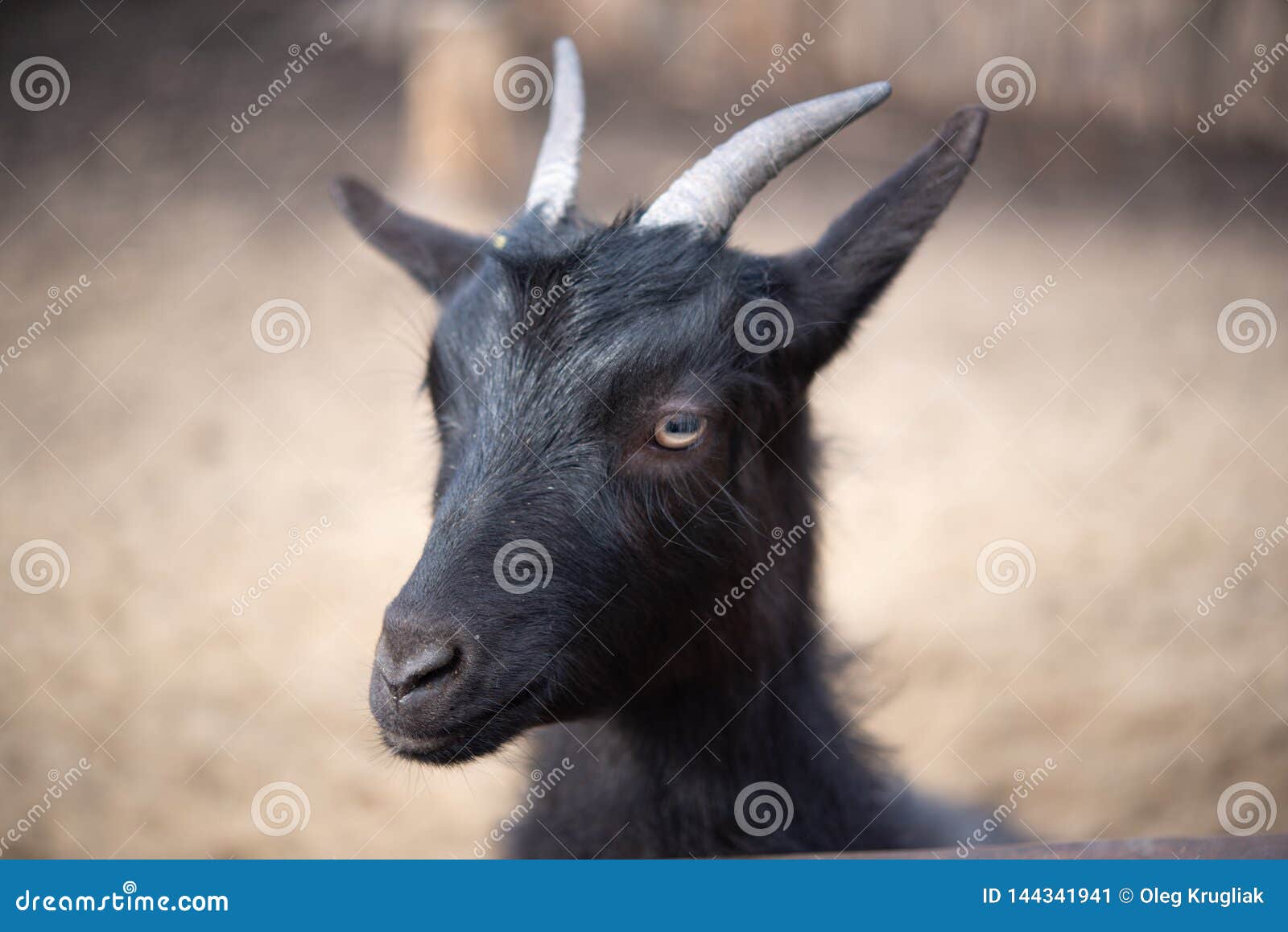 Black goat face stock image. Image of country, meadow - 144341941