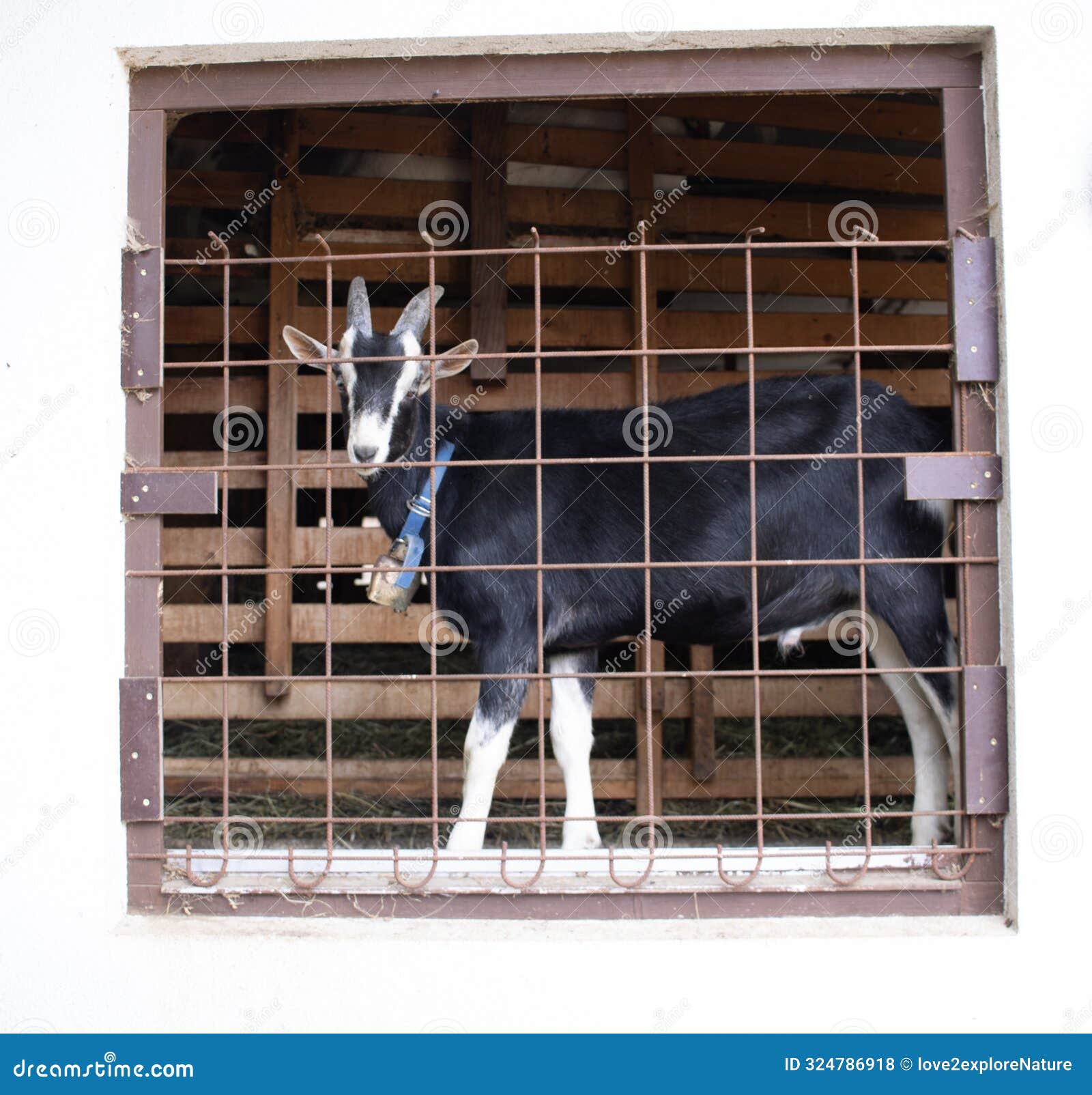 Black Goat Looking Out of the Barred Stable Window Stock Photo - Image ...