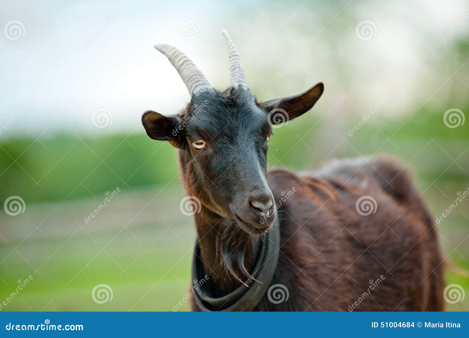 Black goat portrait stock photo. Image of agriculture - 51004684