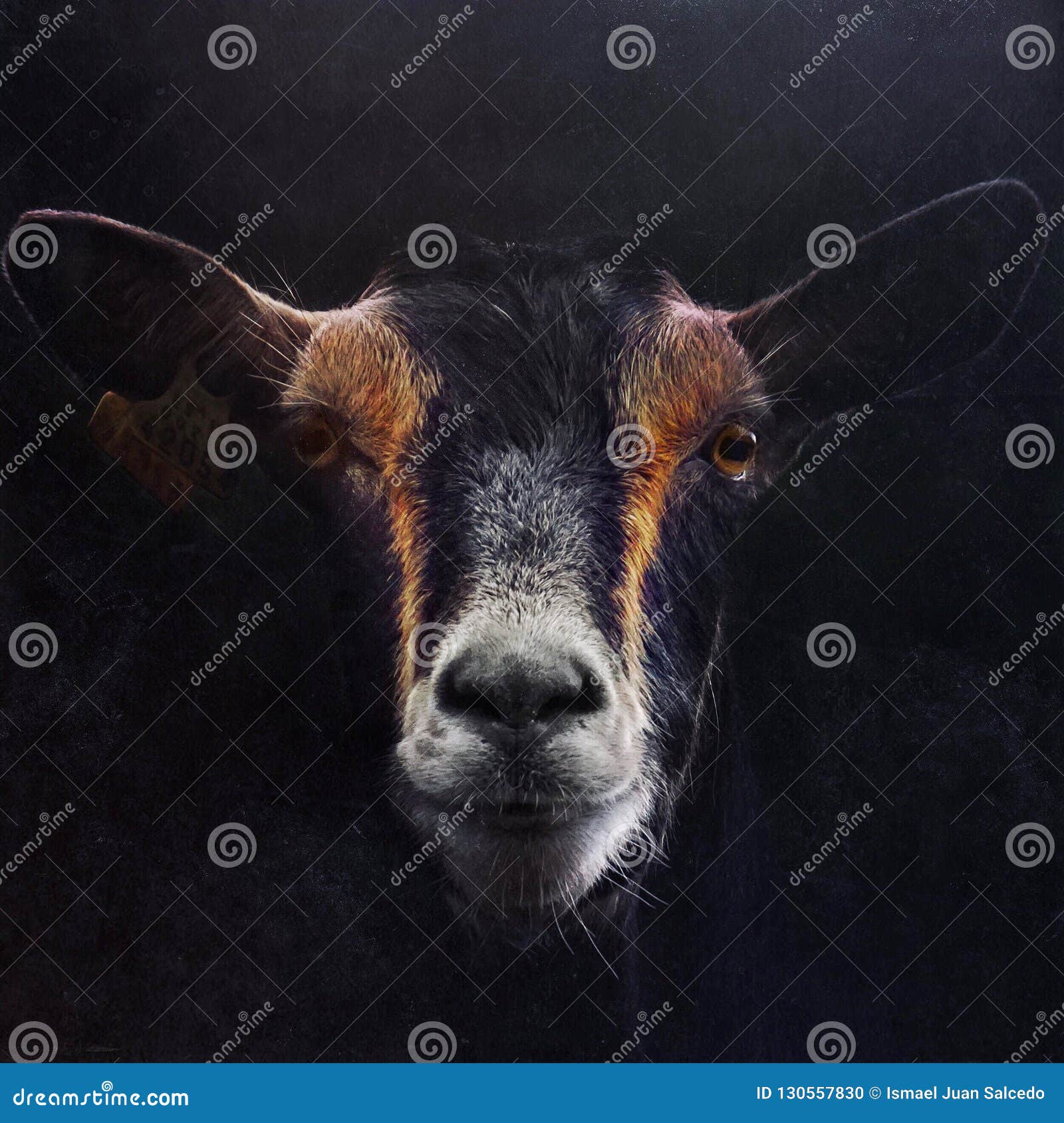 The Black Goat in the Shadows Stock Photo - Image of hair, portrait ...