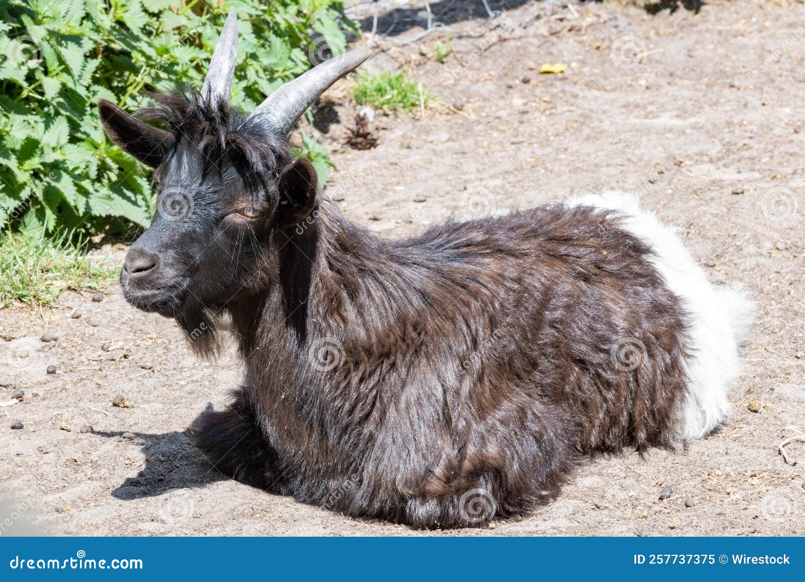 Black Goat Sitting in the Farm Stock Image - Image of rural, closeup ...
