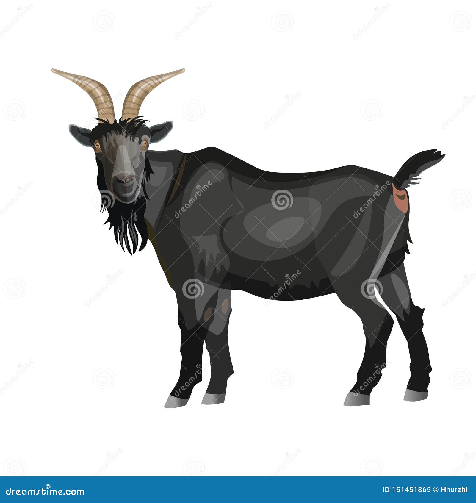 Goat Standing Up Isolated On A White Background Stock Photo ...