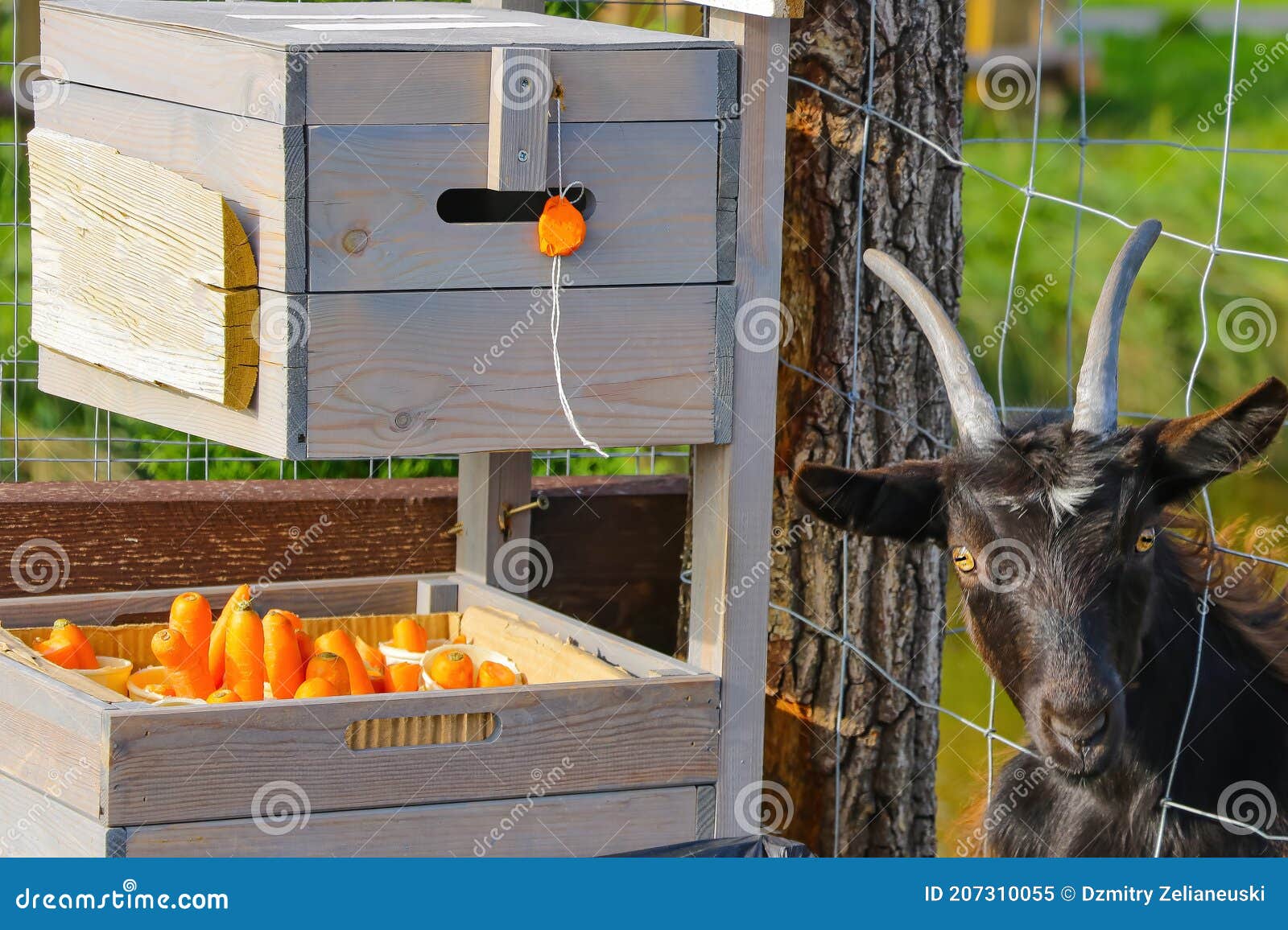 A Goat Stuck Its Face Out Of A Fence On A Farm Funny Animal Stock Photo ...