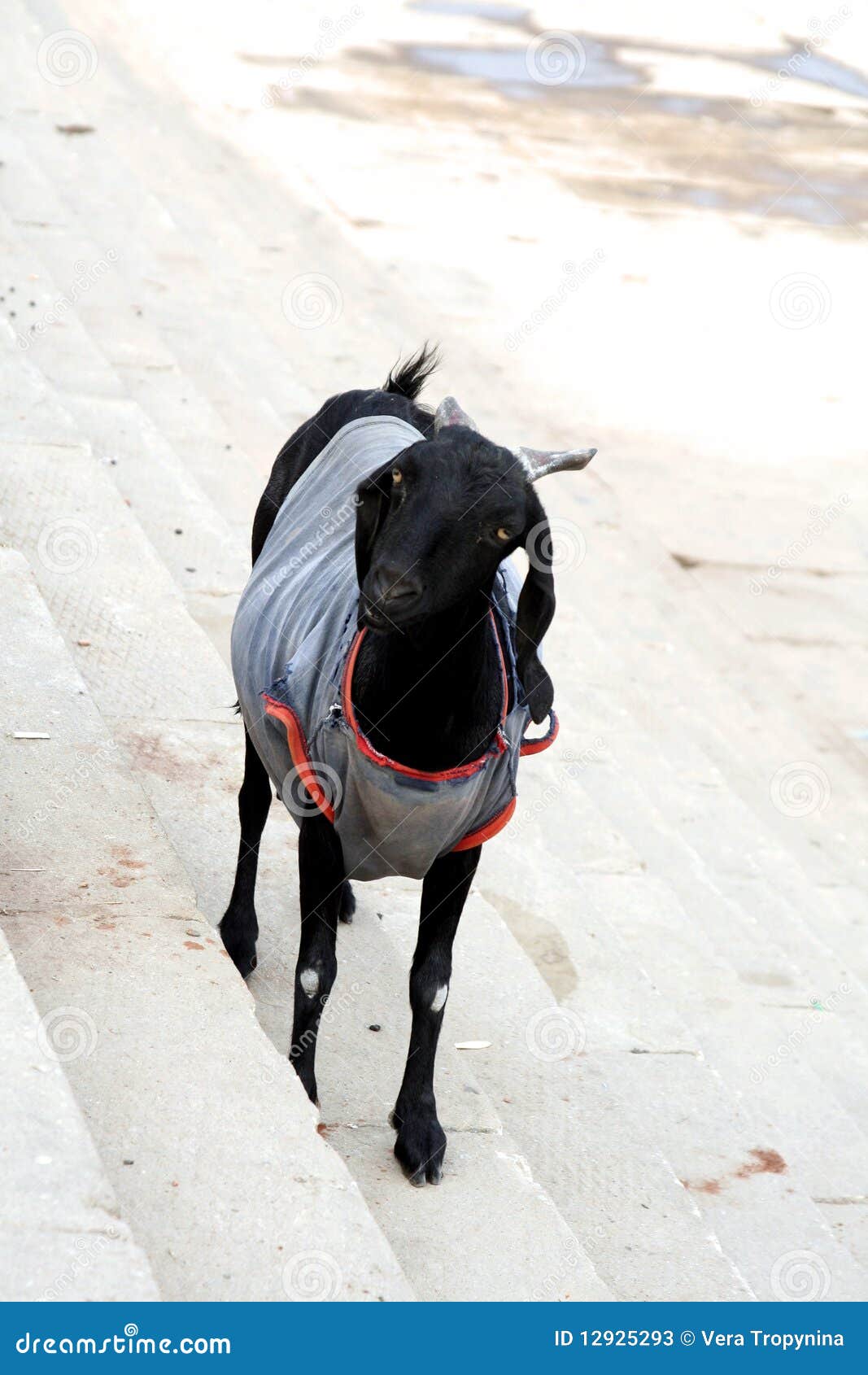 Black goat in a torn shirt stock image. Image of telling - 12925293