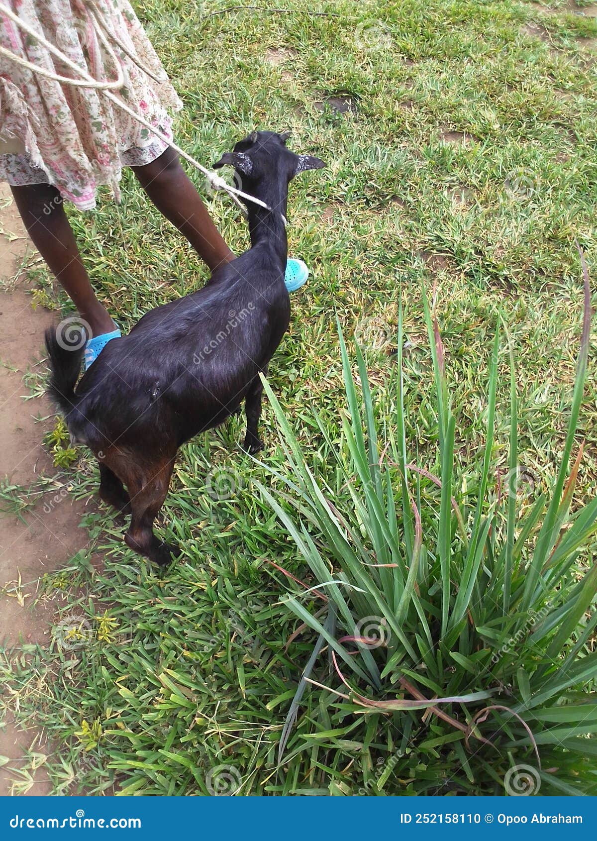 A Black Goat in Uganda Grazing while Supervised Stock Photo - Image of ...