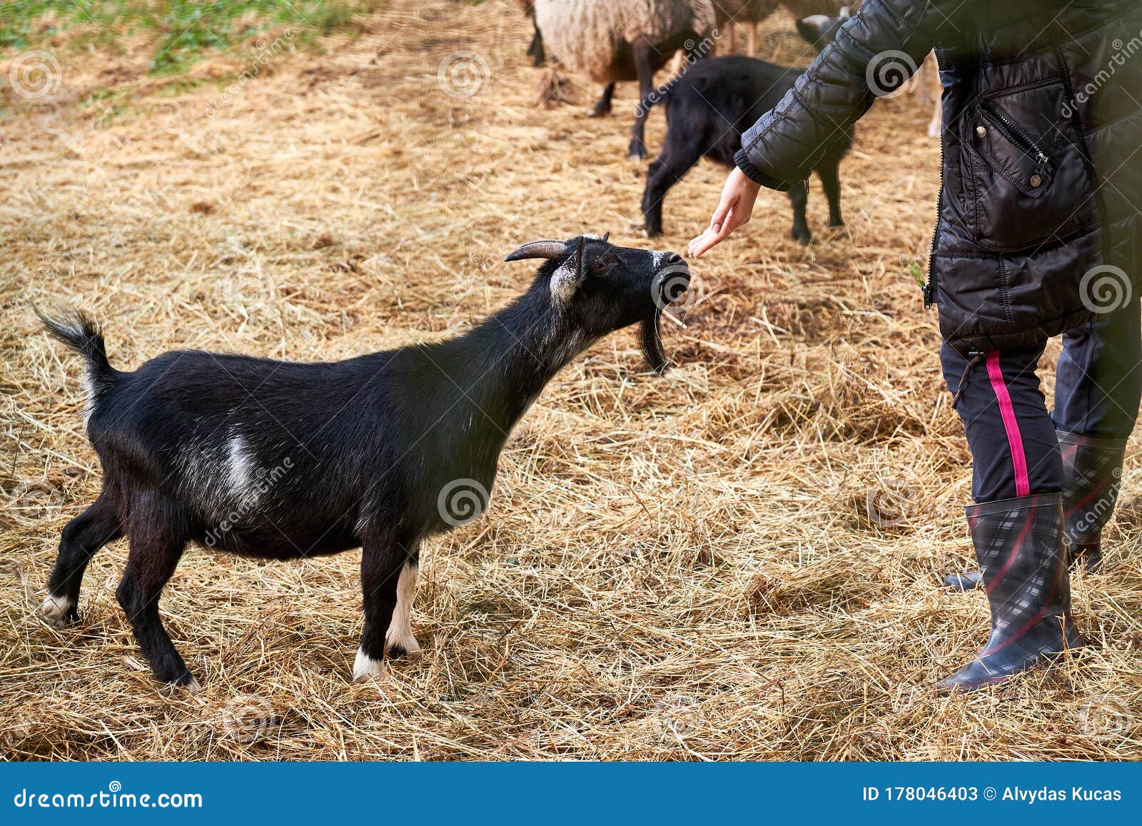 Black goat up close stock image. Image of wildlife, portrait - 178046403