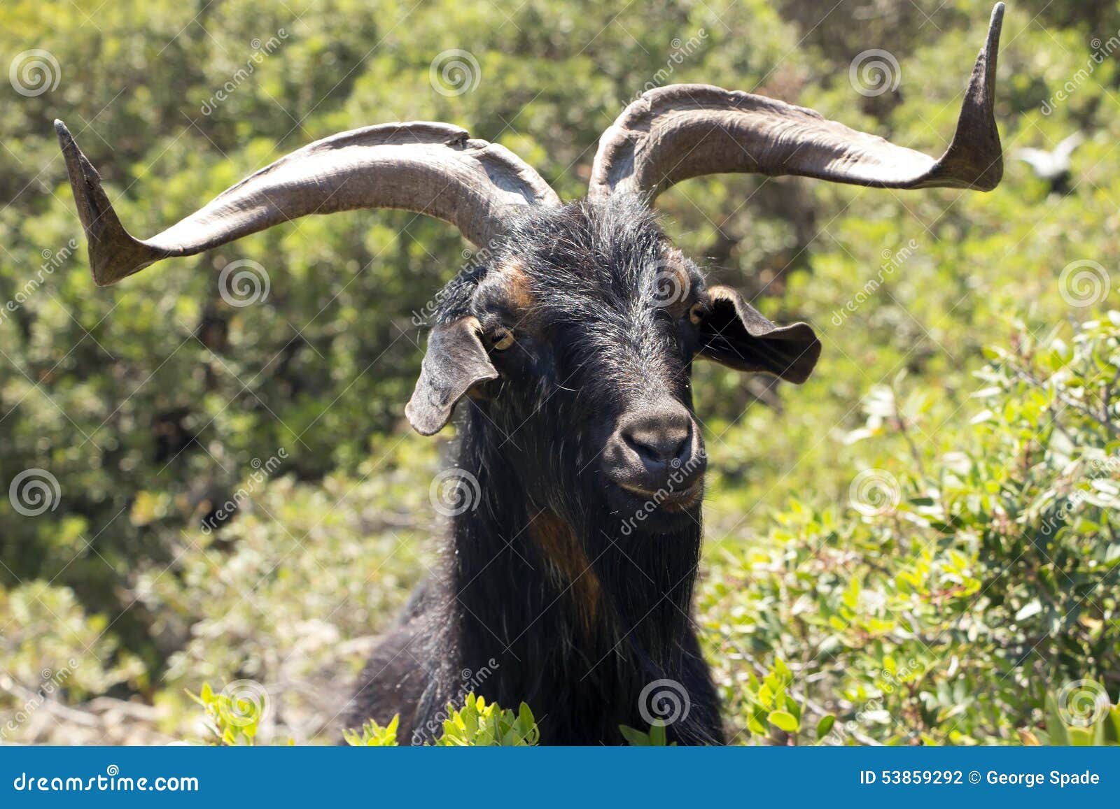 Black goat stock photo. Image of horn, male, bush, mountain - 53859292
