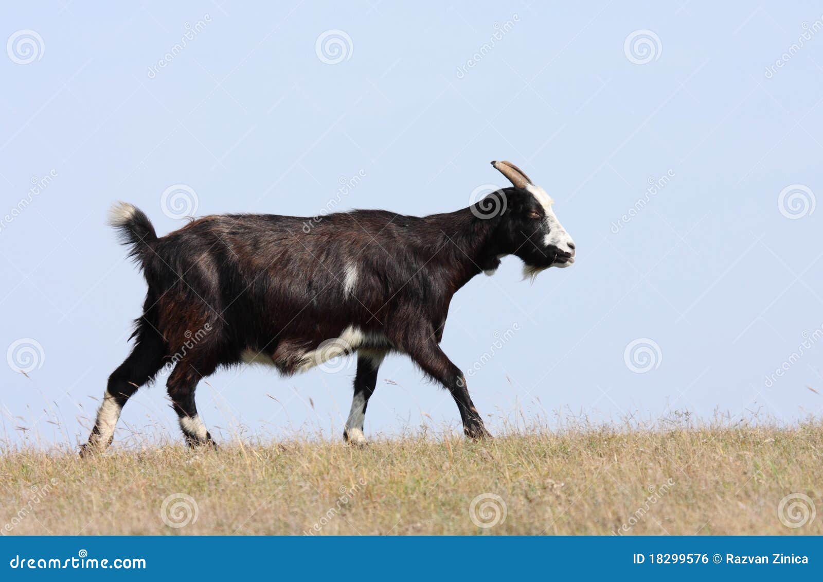 Black goath stock photo. Image of farm, outdoor, mammal - 18299576