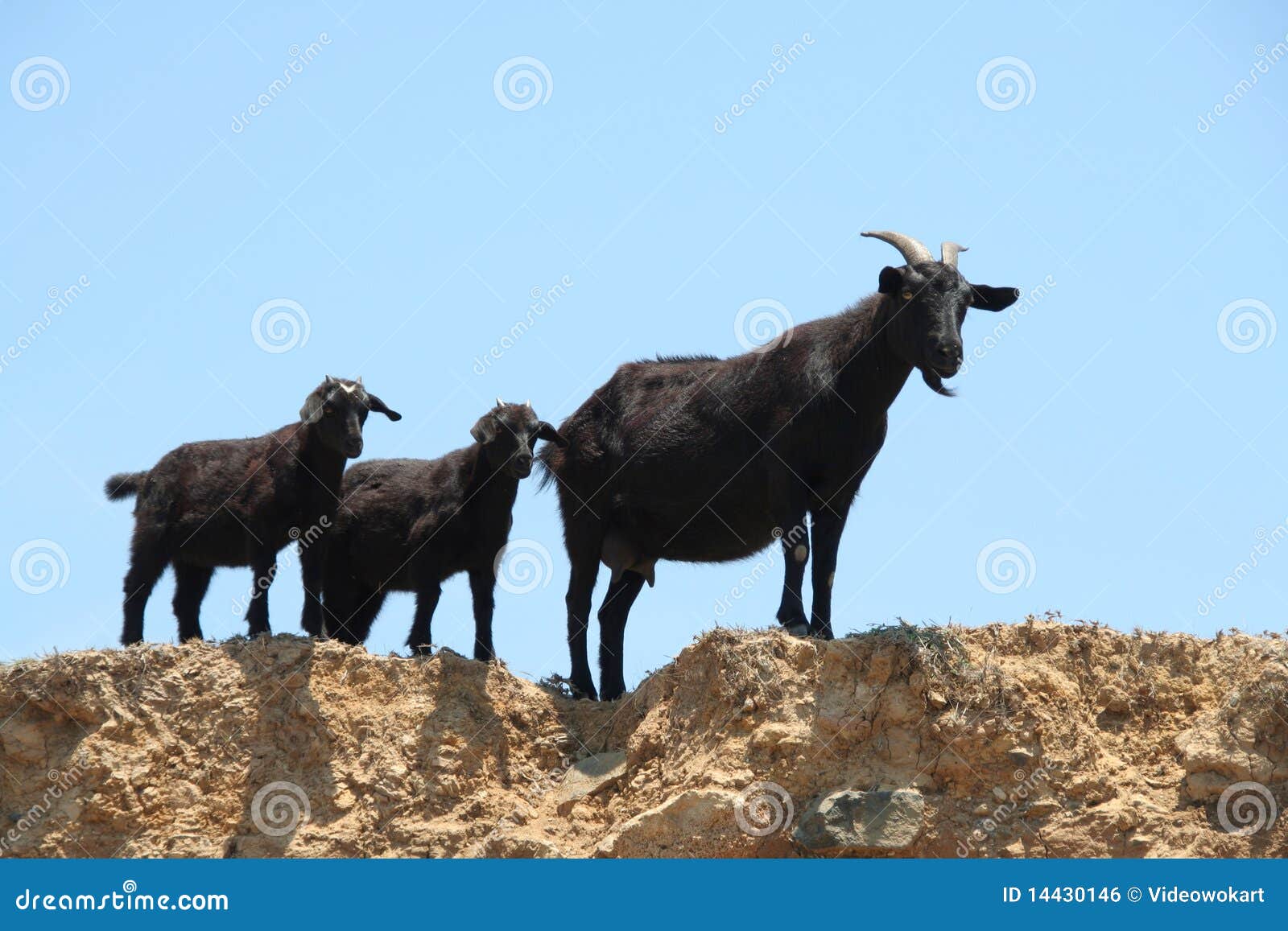 Black goats stock photo. Image of black, lamb, outdoors - 14430146