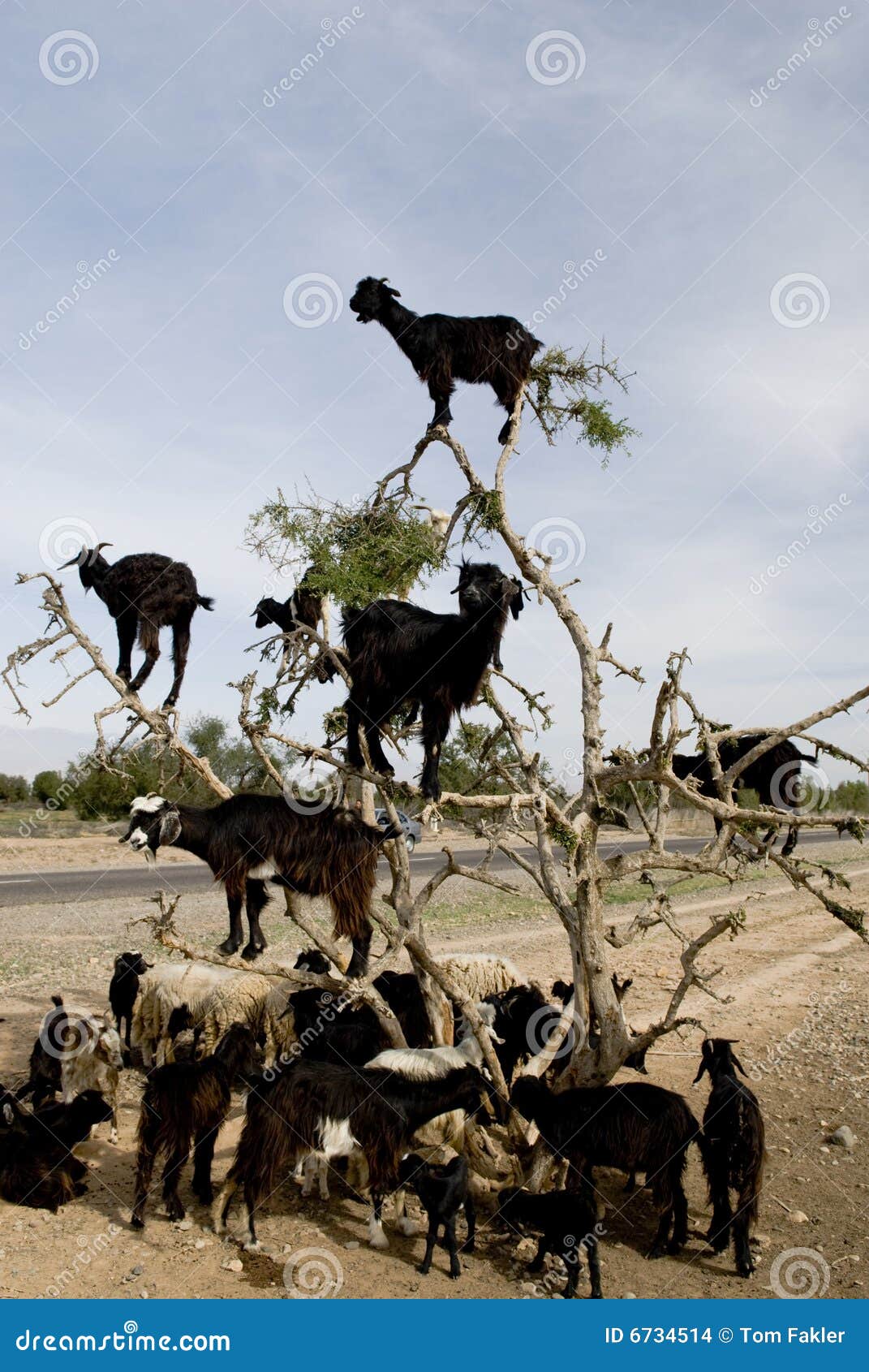 Black Goats in an Argan Tree Stock Photo - Image of desert, argan: 6734514