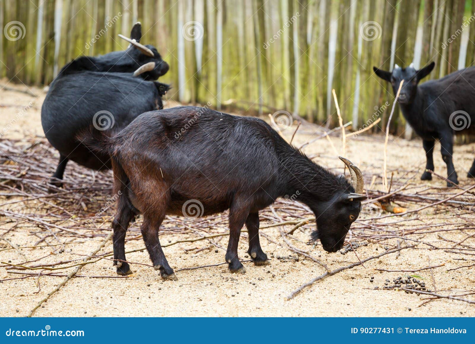 Black goats in the paddock stock image. Image of animals - 90277431