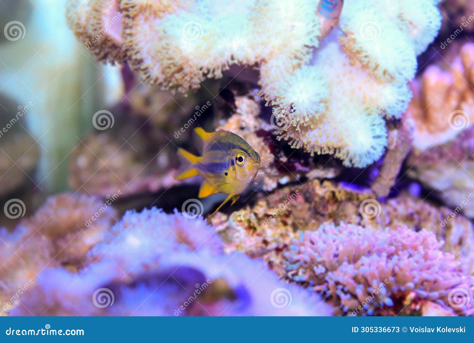 Black and Gold Chromis Fish - Neoglyphidodon Nigroris Stock Image ...