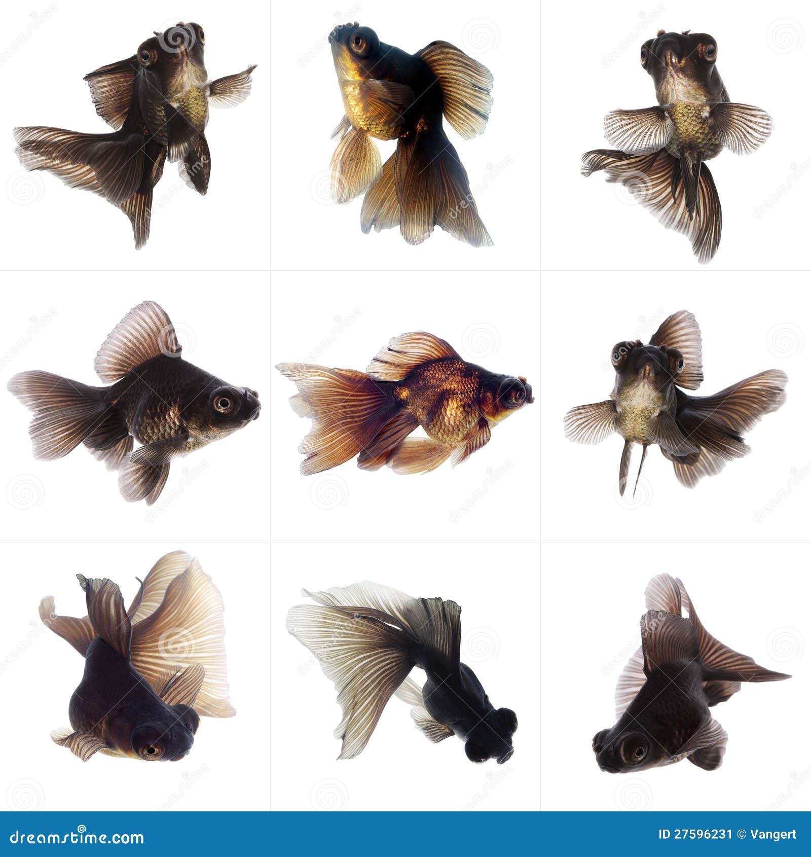 Black Goldfish Royalty-Free Stock Photography | CartoonDealer.com #27596231