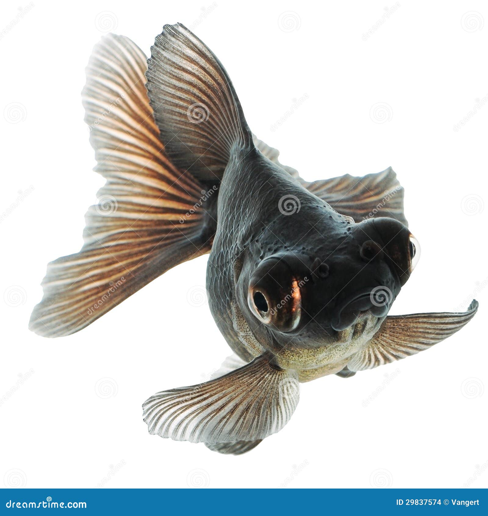 Common Goldfish Black