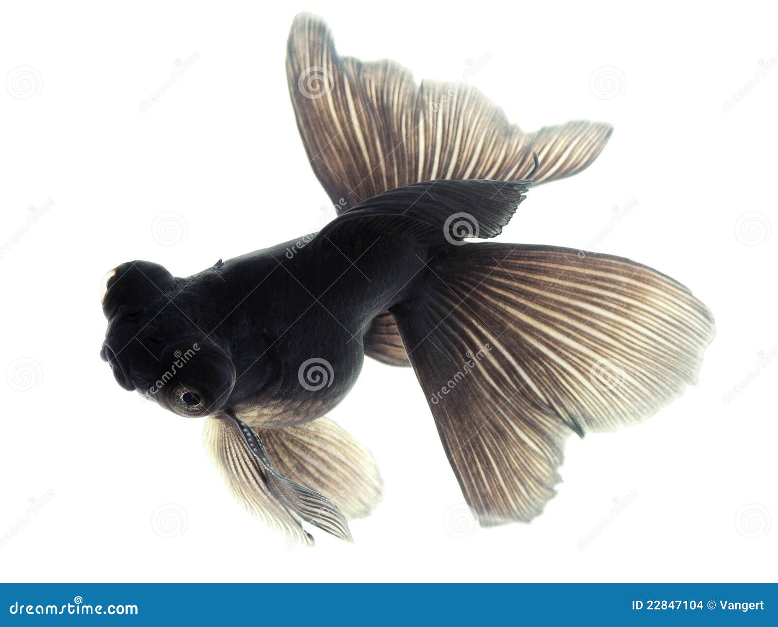 Black Goldfish on white stock photo. Image of fauna, golden - 22847104