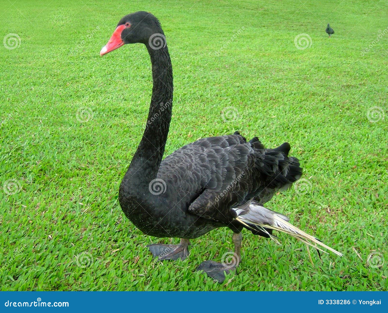 Black goose stock photo. Image of animal, grass, beauty - 3338286