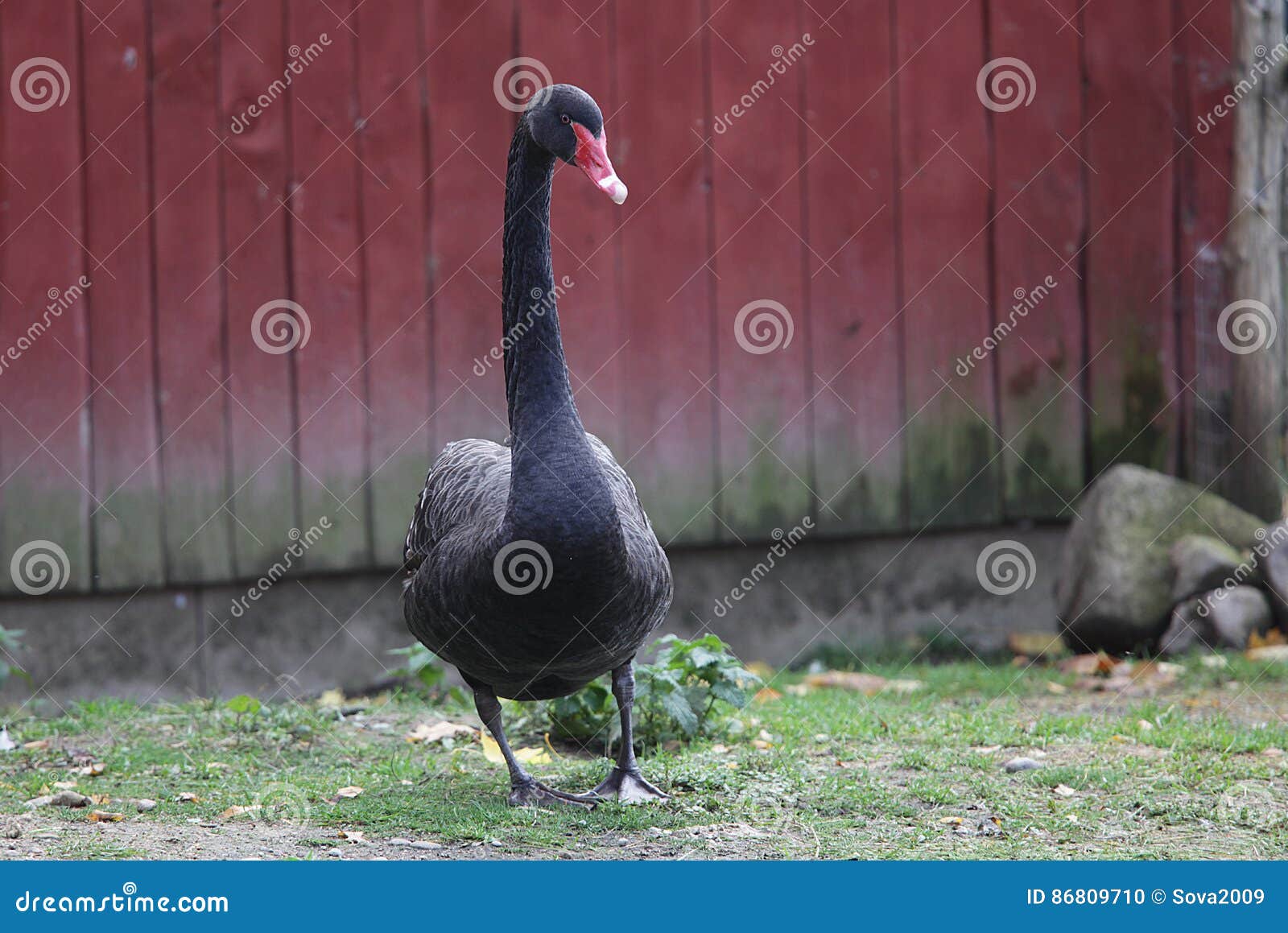 Black goose stock photo. Image of grey, long, beak, neck - 86809710