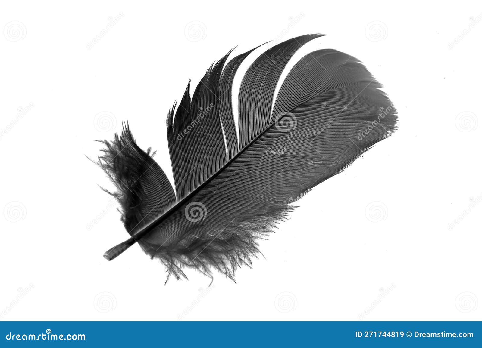 Black Goose Feather on a White Isolated Background Stock Image - Image ...