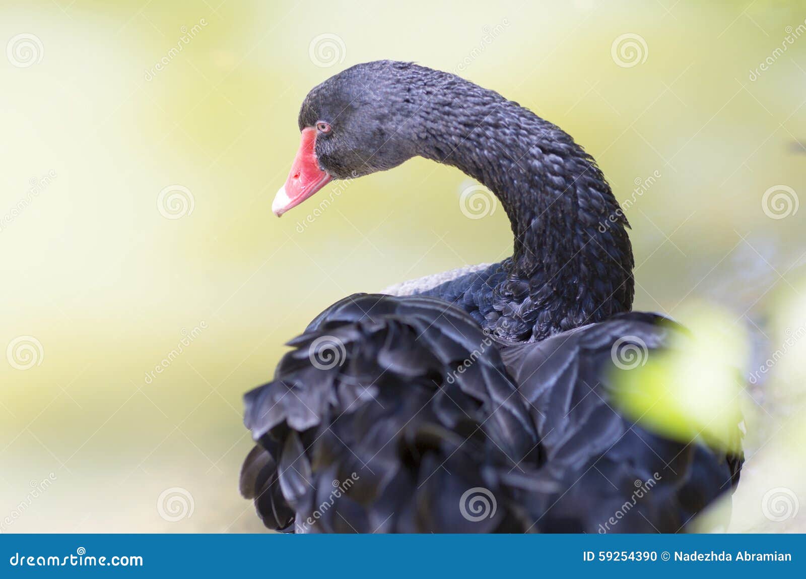Black Goose is on the Lake Shore. Stock Photo - Image of duck, bill ...