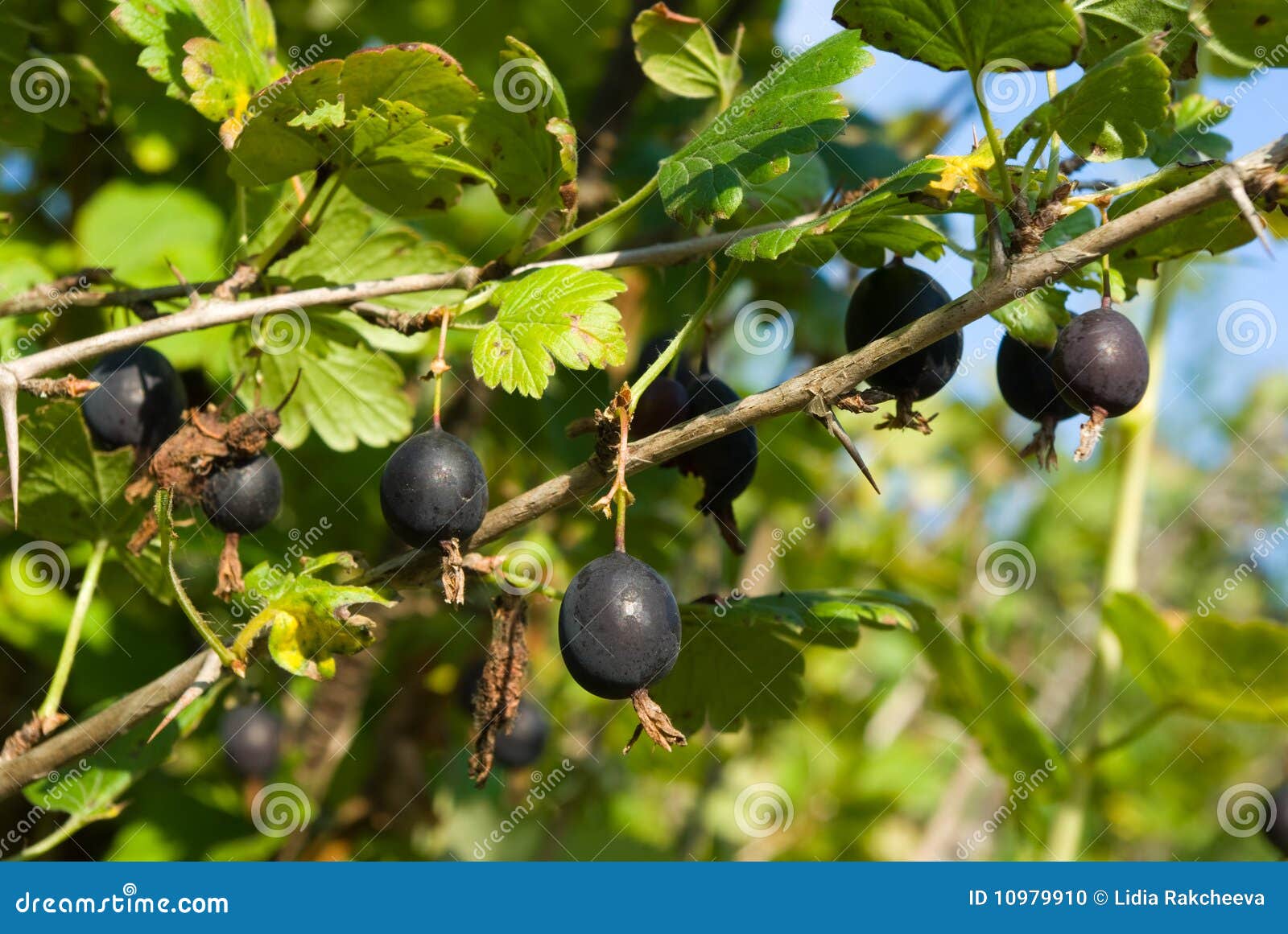 Black gooseberry stock photo. Image of light, beauty - 10979910