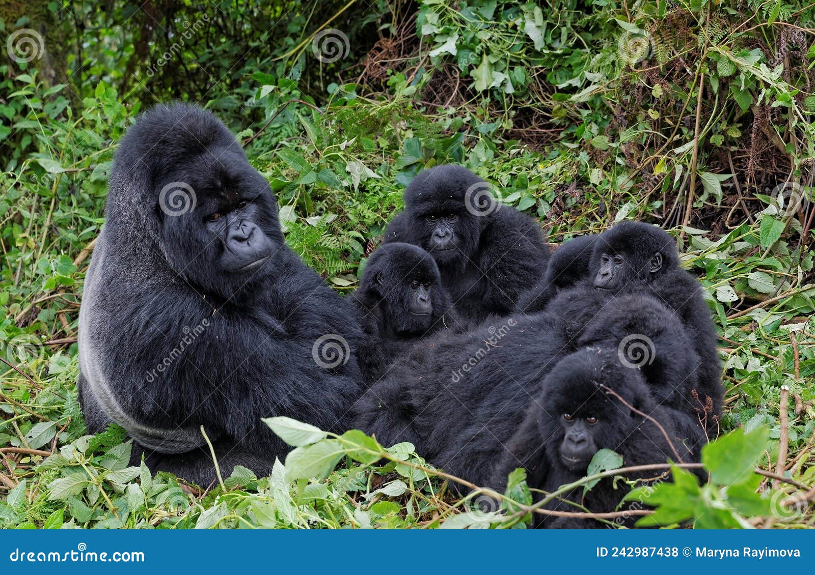 Gorilla Cubs Stock Photos - Free & Royalty-Free Stock Photos from ...