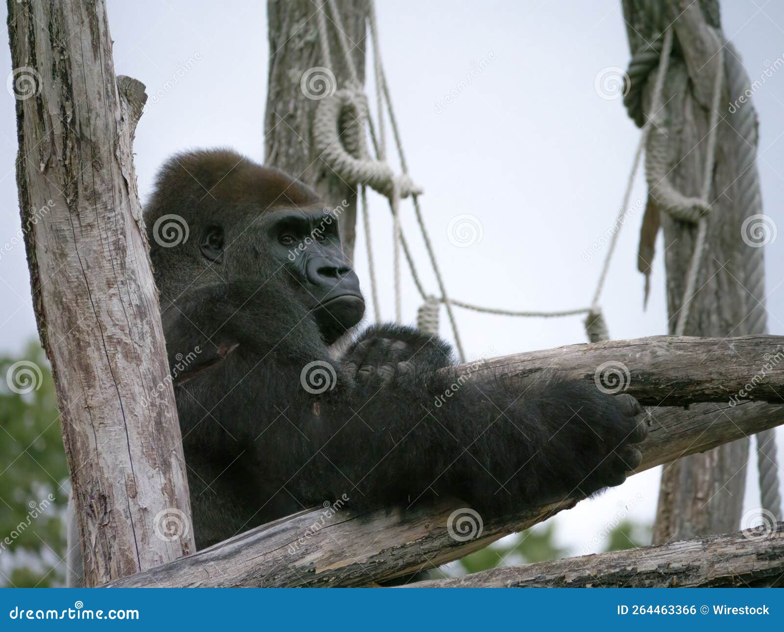 Black Gorilla Resting on Tree Logs with a Hammock Stock Photo - Image of gorilla, rest: 264463366