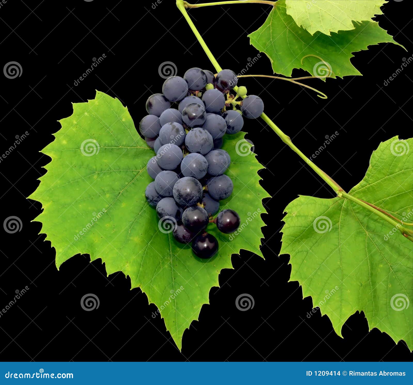 Black Grape Fruit Royalty-Free Stock Photo | CartoonDealer.com #178521501