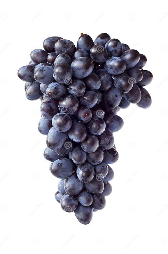 Black grape stock image. Image of natural, tasty, plant - 17907389